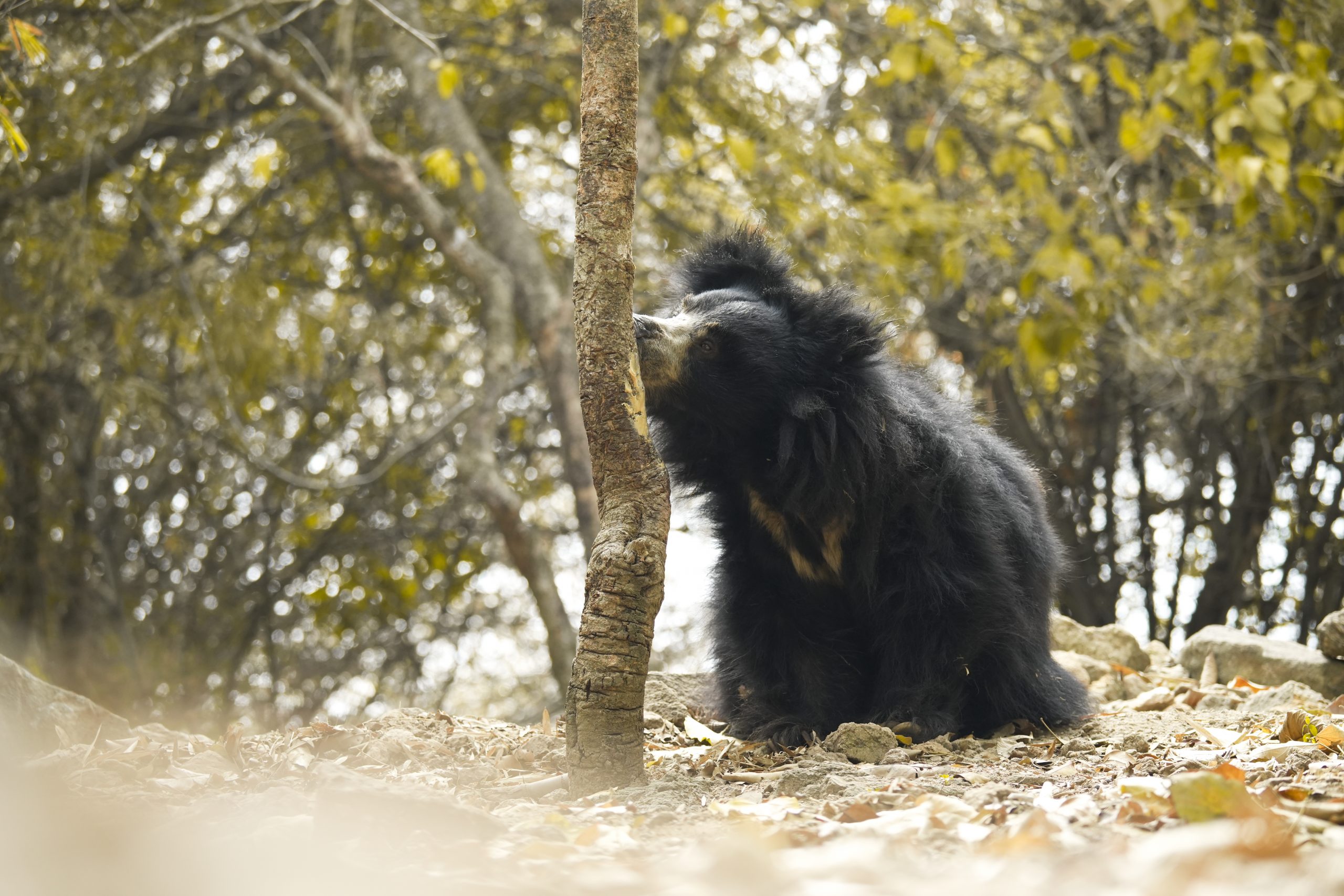 Bear Diary: Charming Chitra Completes 15 Years At BBRC! - Wildlife SOS