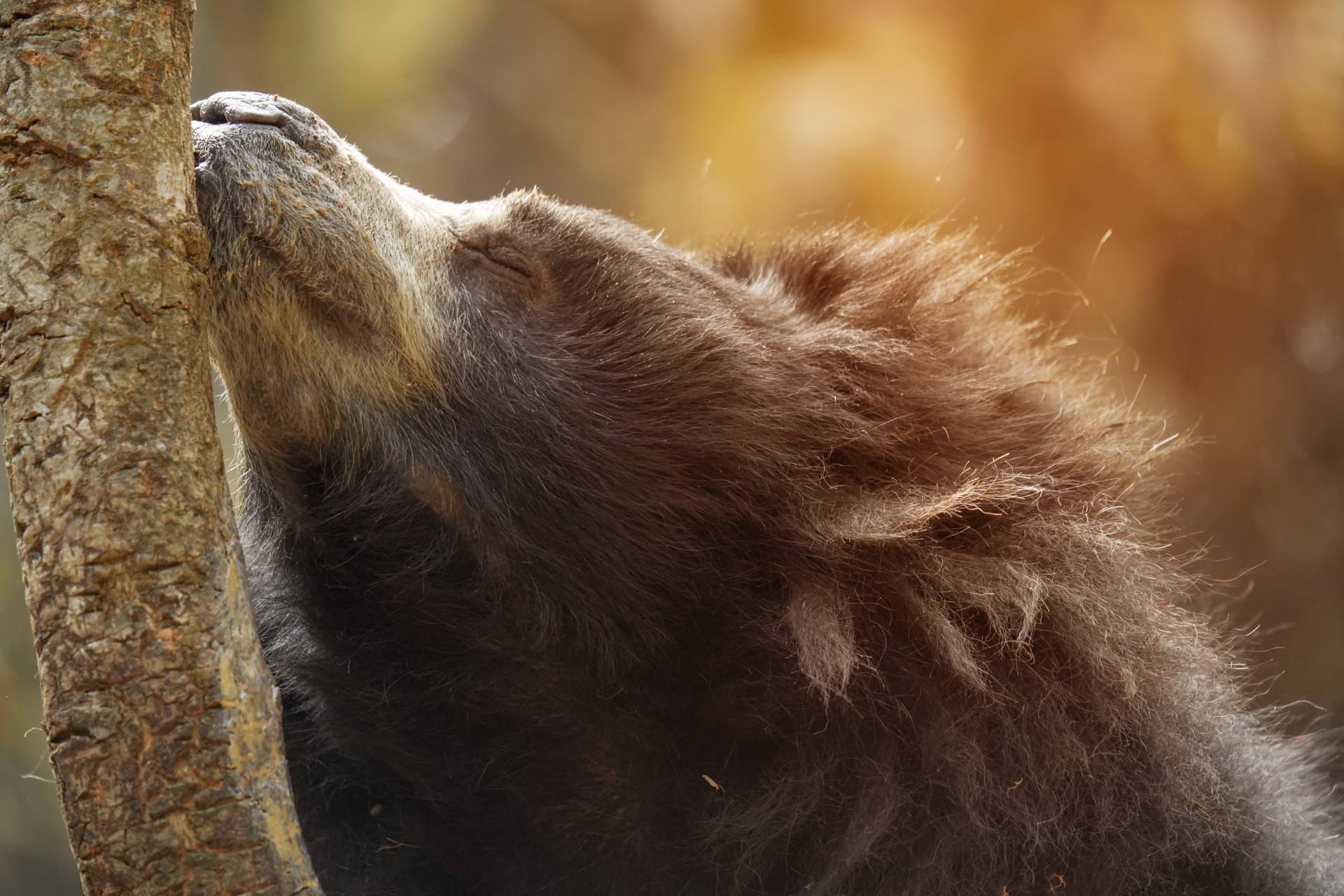 In Loving Memory of Bear Chitra: A Gentle Spirit To Forever Remember ...