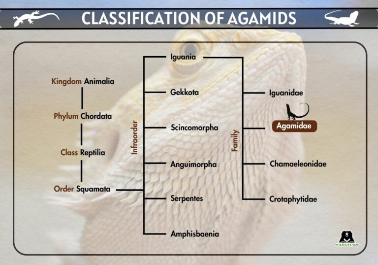 Things You Didn’t Know About: Agamids - Wildlife SOS