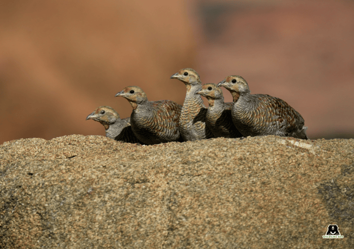 The Science Of Animal Communication - Wildlife SOS