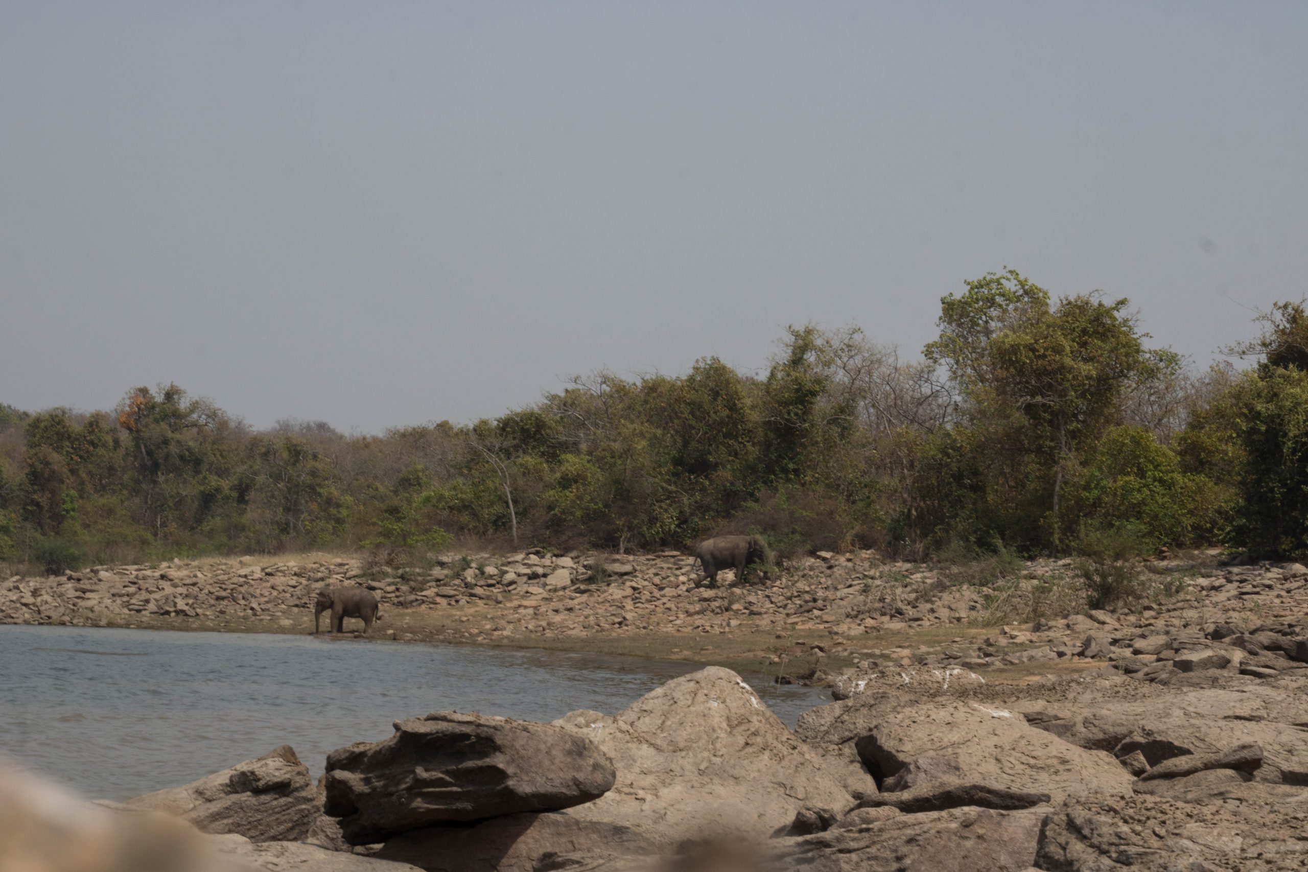 Understanding Crop-Raiding by Elephants In India - Wildlife SOS