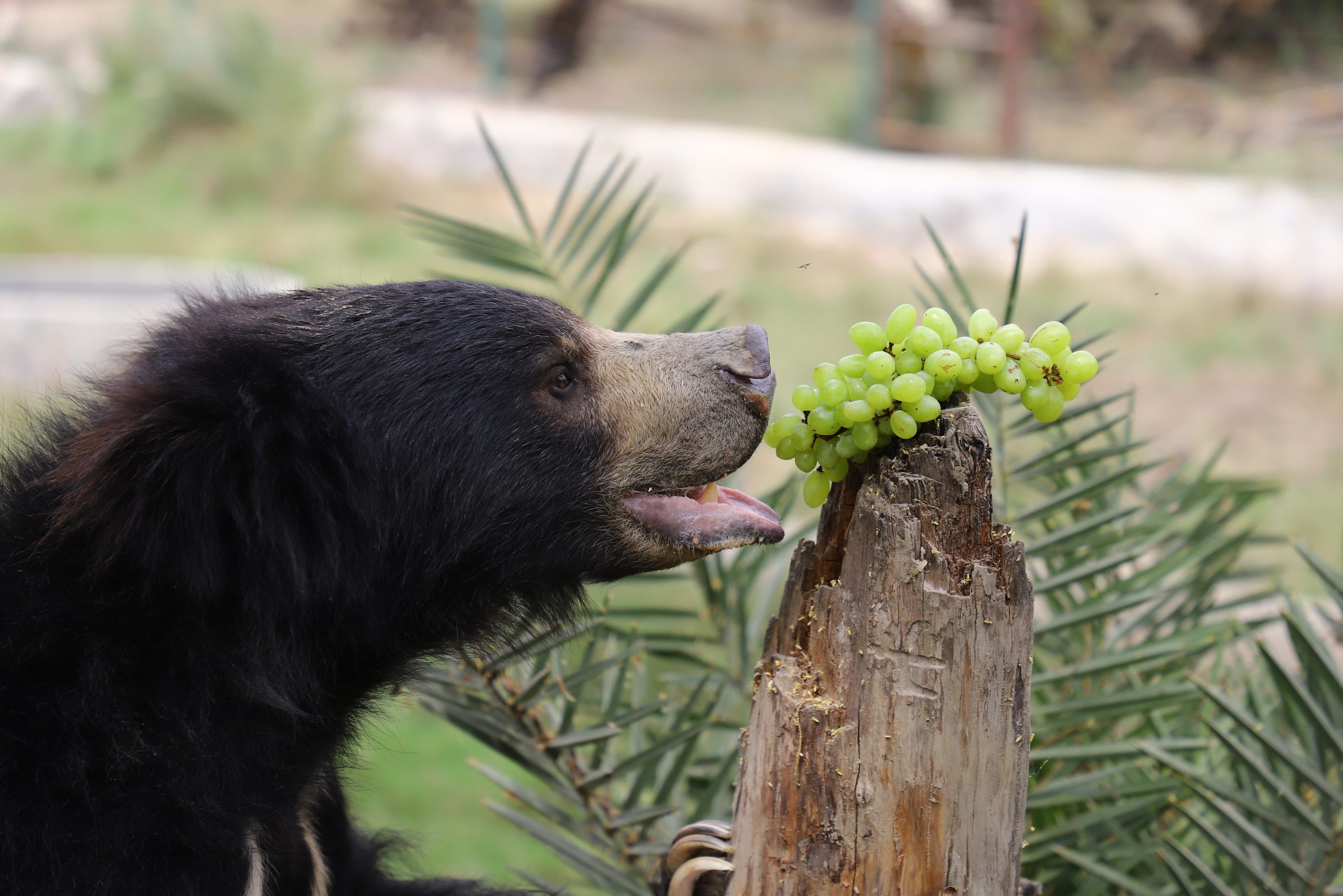 Bear Of the Month - Ron - Wildlife SOS