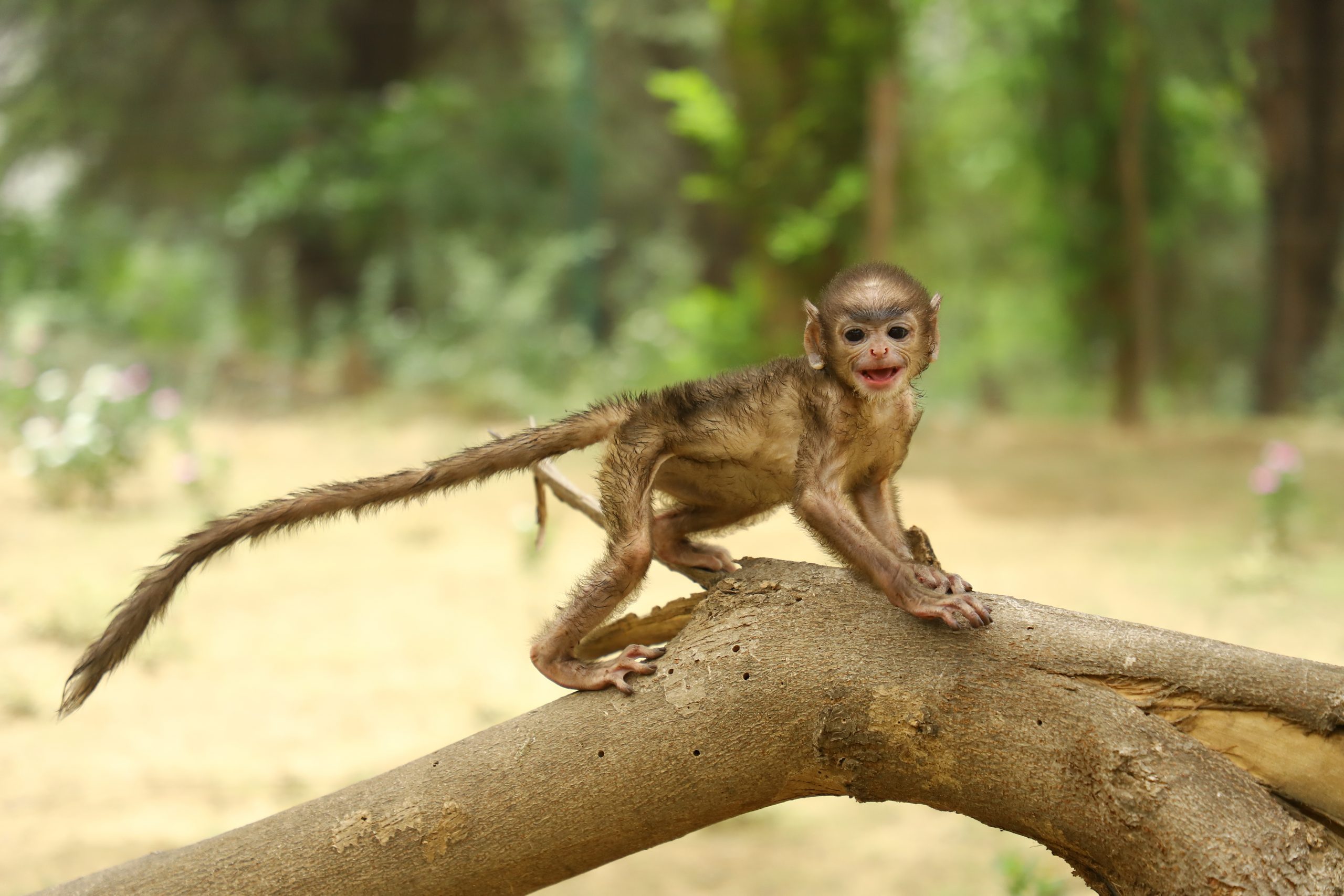 What Should You Do When You Find An Animal in Distress? - Wildlife SOS