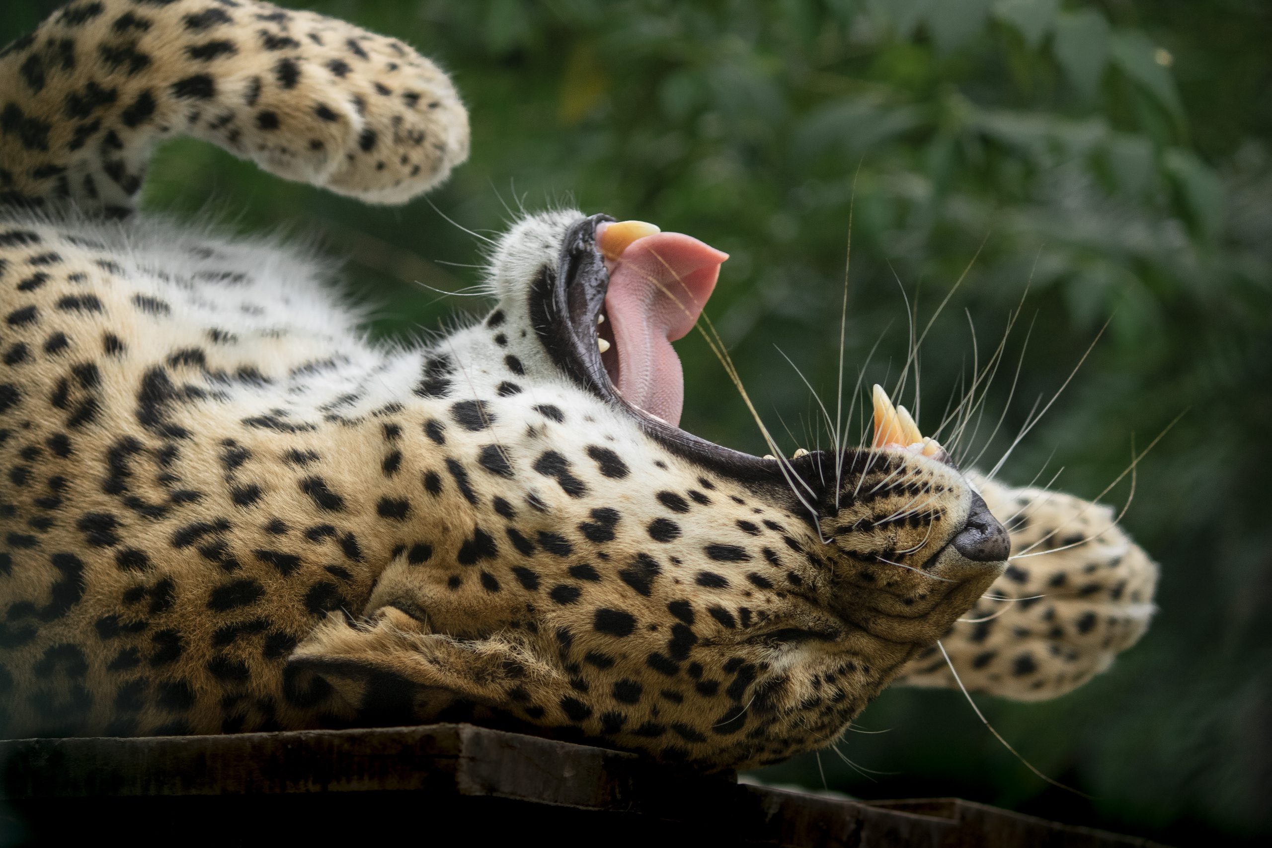 Life Lessons Humans Can Learn From Leopards - Wildlife SOS