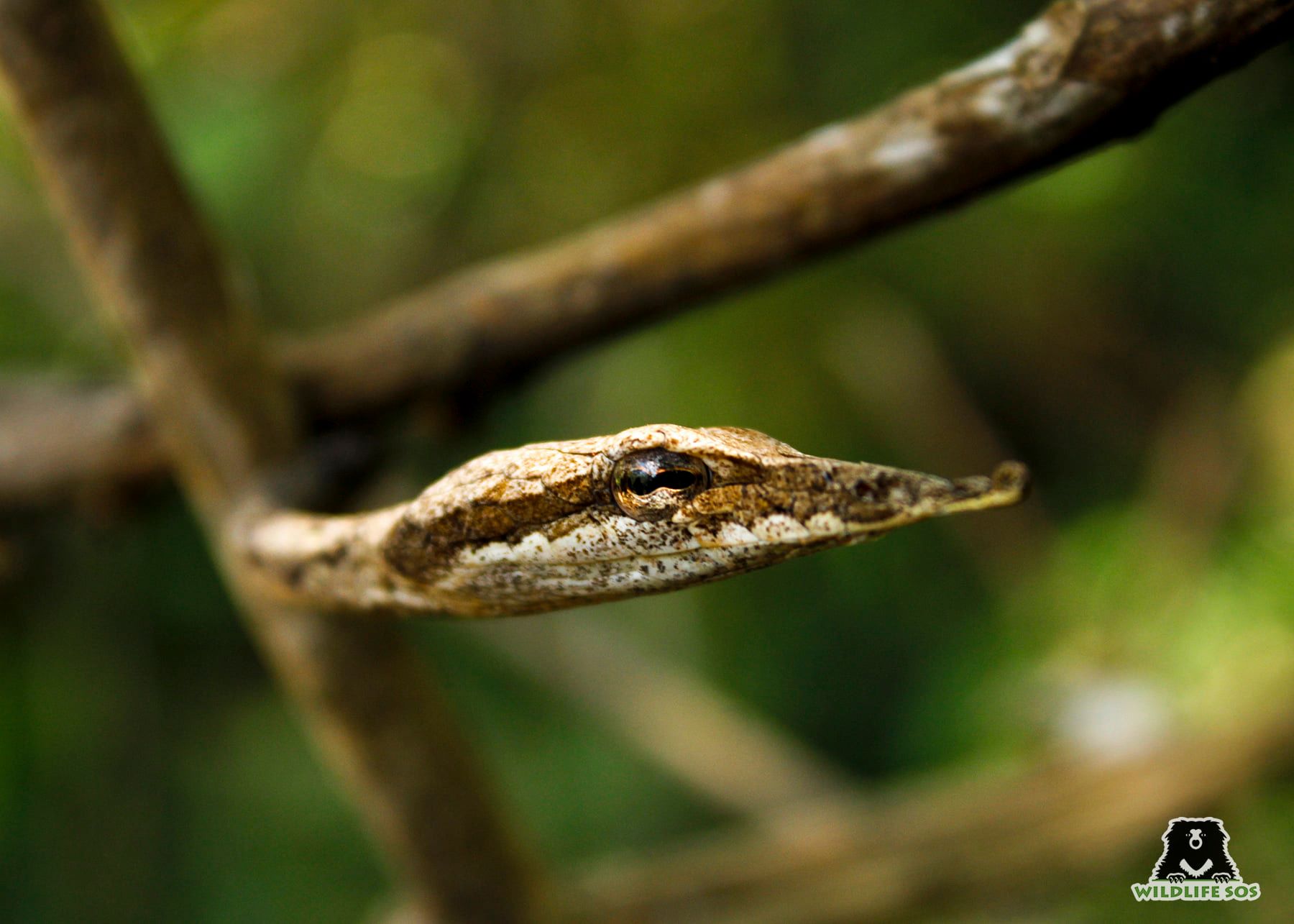 So you found a snake in your house: Here’s what you should do ...