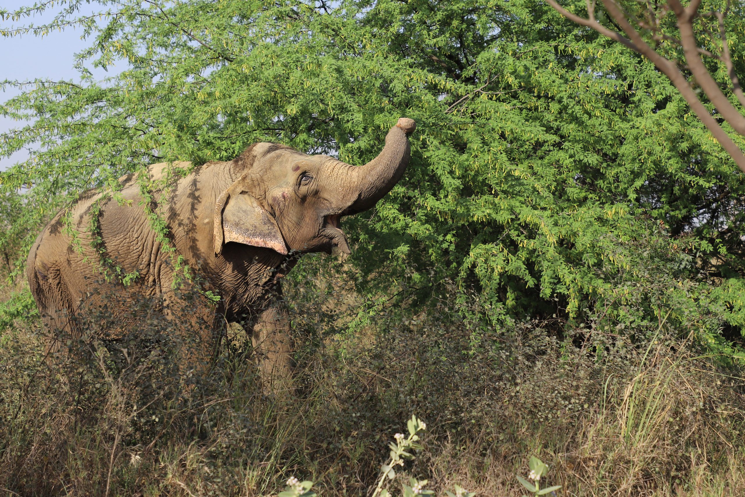 Elephant Migration: The Journey of Gentle Giants - Wildlife SOS