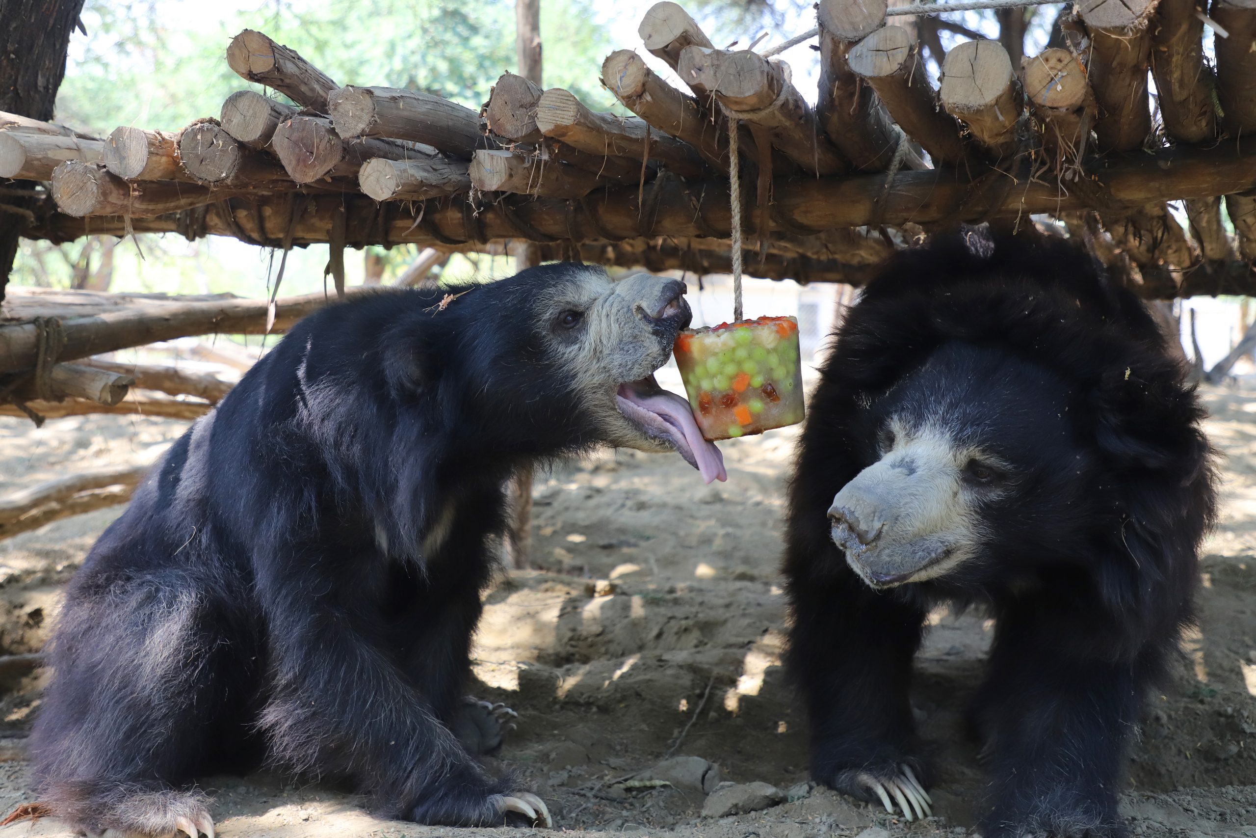 Fruitful Rescues! Frugivores Saved By Wildlife SOS - Wildlife SOS