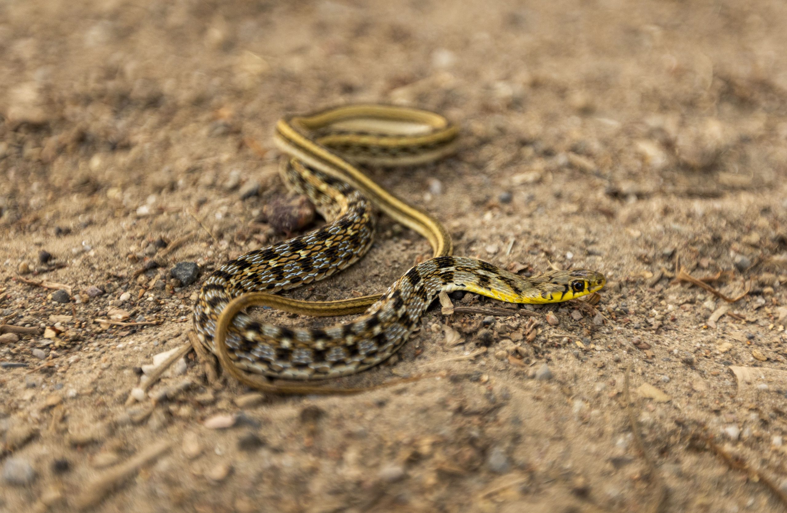 Unusual Snakes Rescued By Wildlife SOS - Wildlife SOS