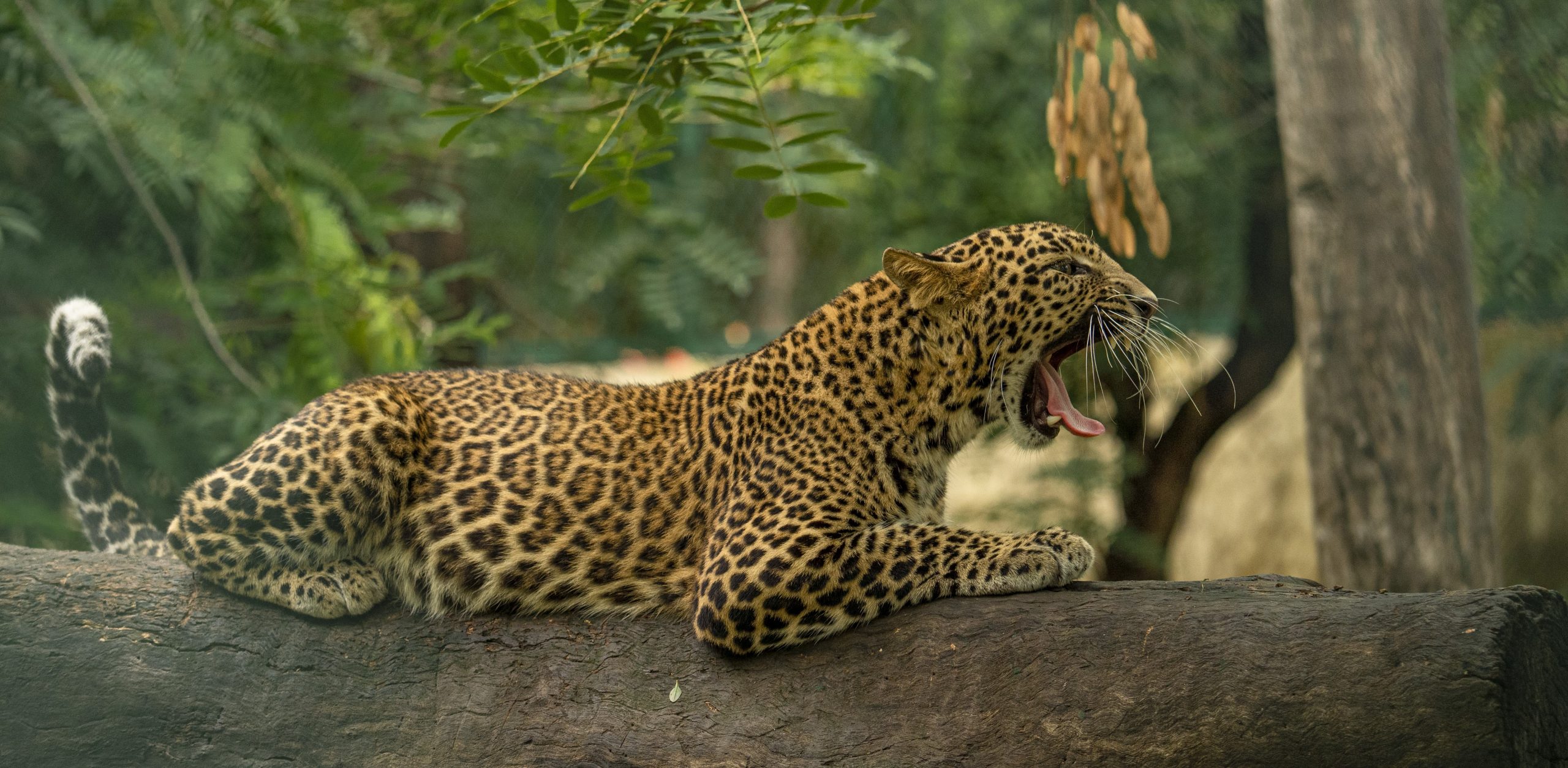 Leopards Rescued From Human-Wildlife Conflict Find A Safe Haven At MLRC ...