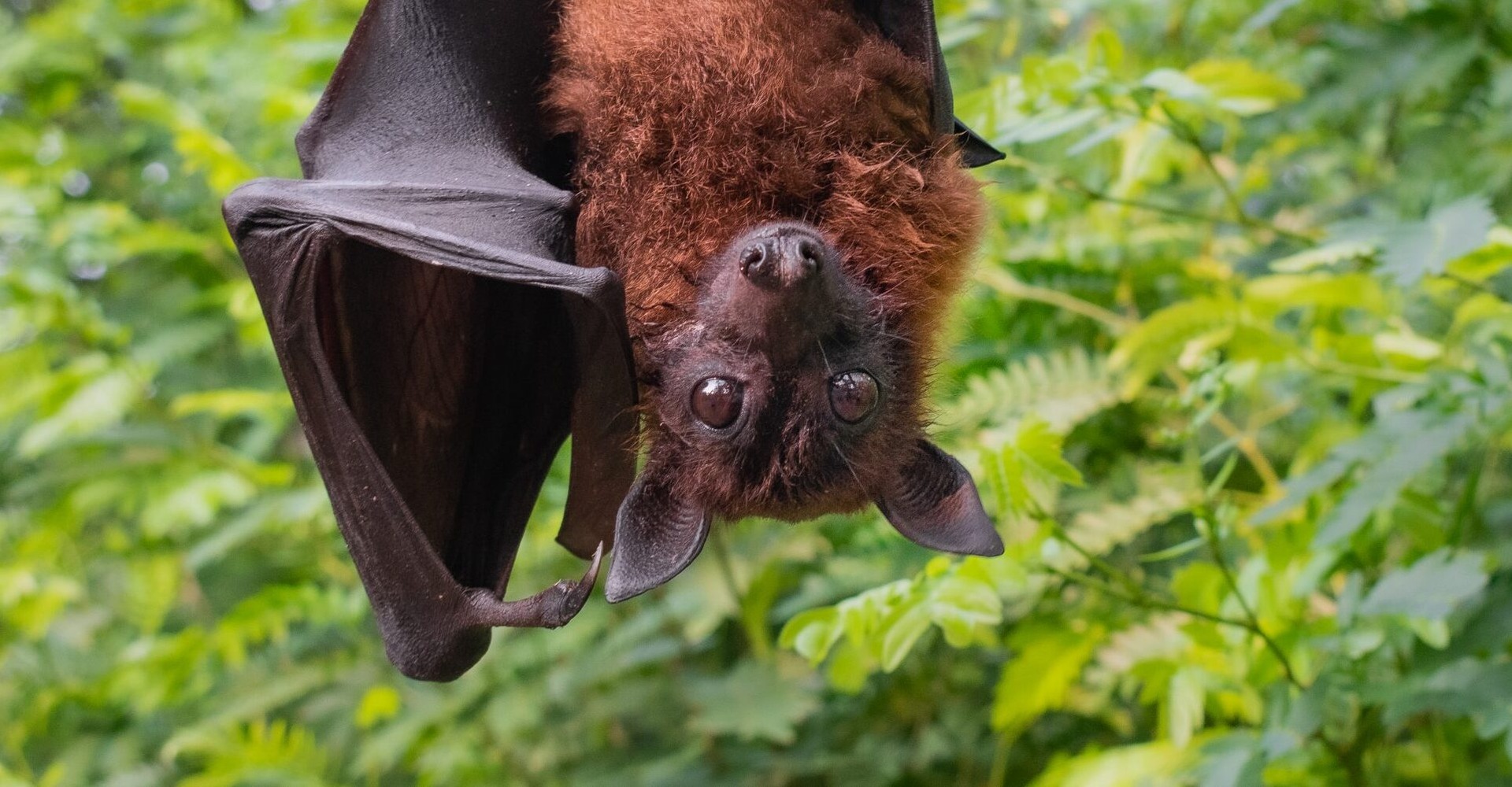 Meet The Bat Families Of India! - Wildlife SOS