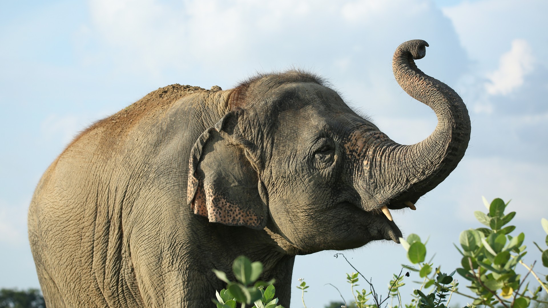 ‘Elephant Feeding On Pani Puri’ Video Goes Viral And Why It’s ...
