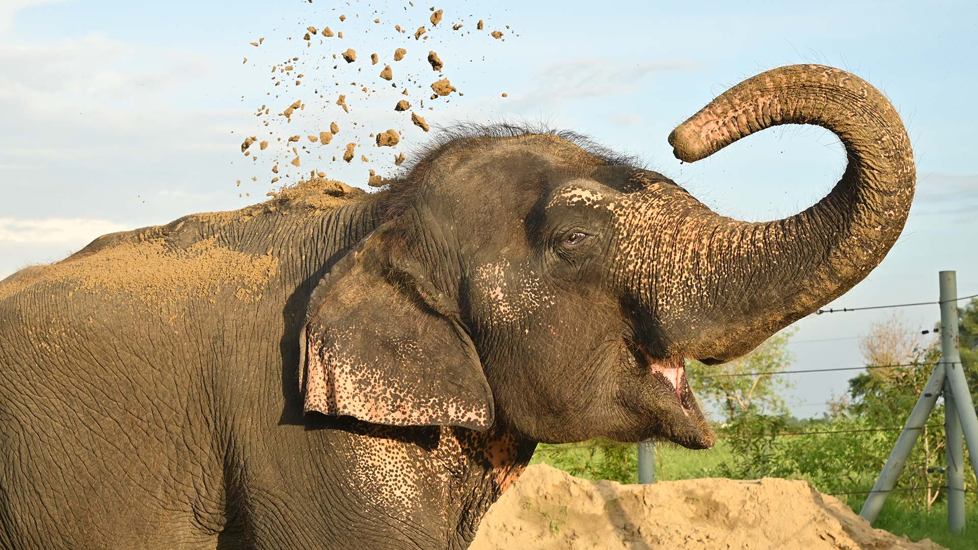 Today We Said Goodbye To Nina - Wildlife SOS