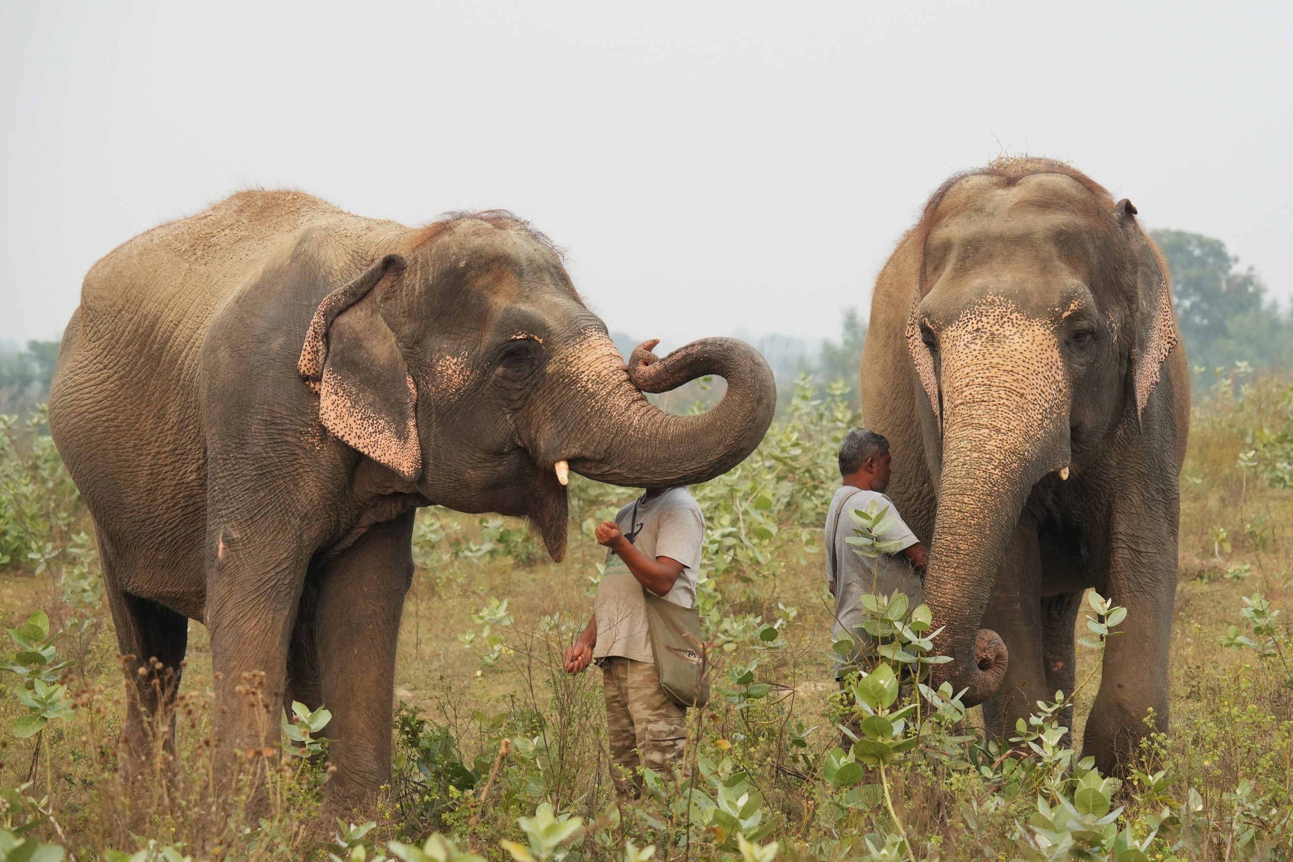 The Emotional Intelligence of Different Animals - Wildlife SOS