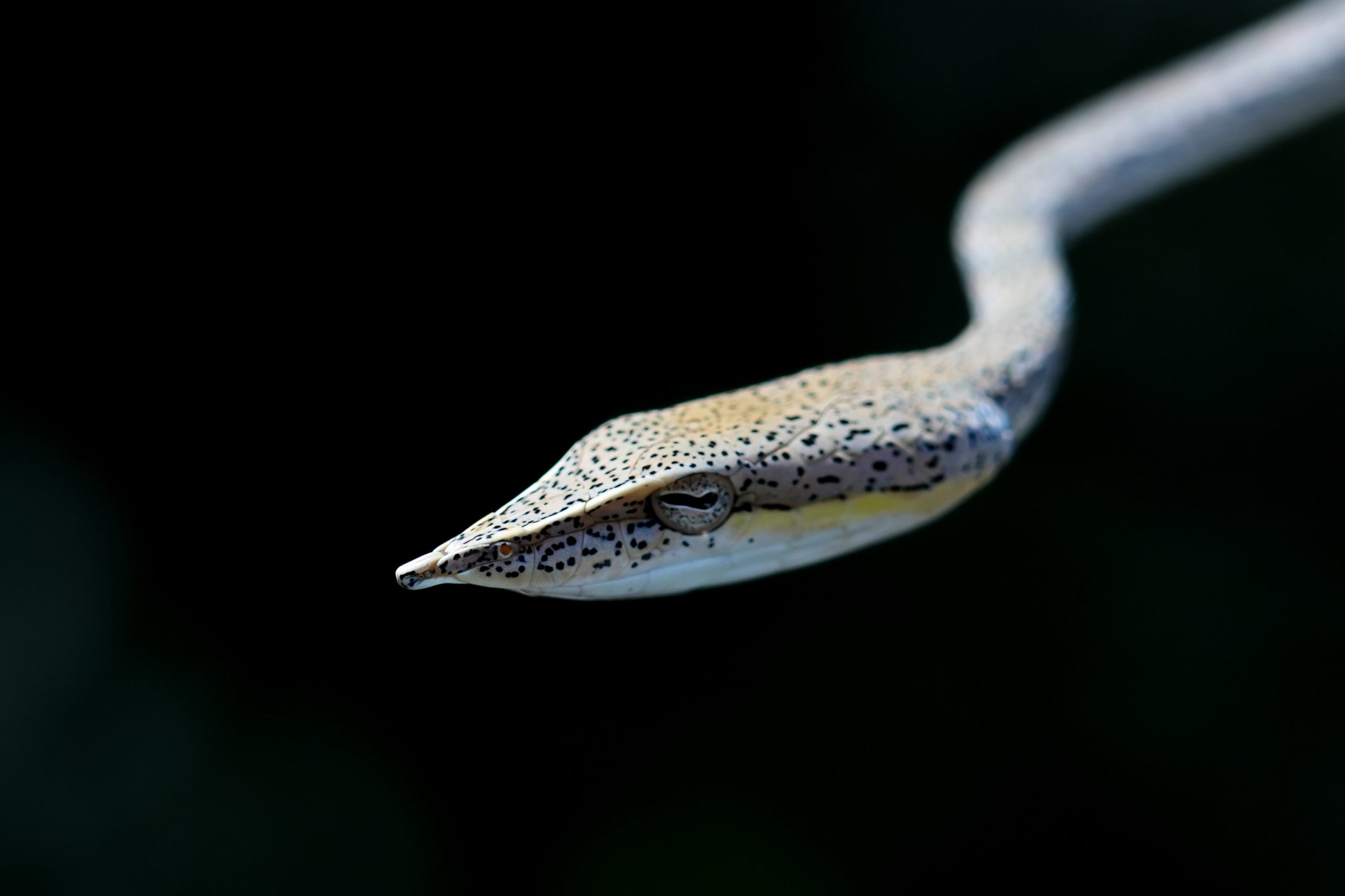 When Do Snakes Need A Helping Hand? - Wildlife SOS