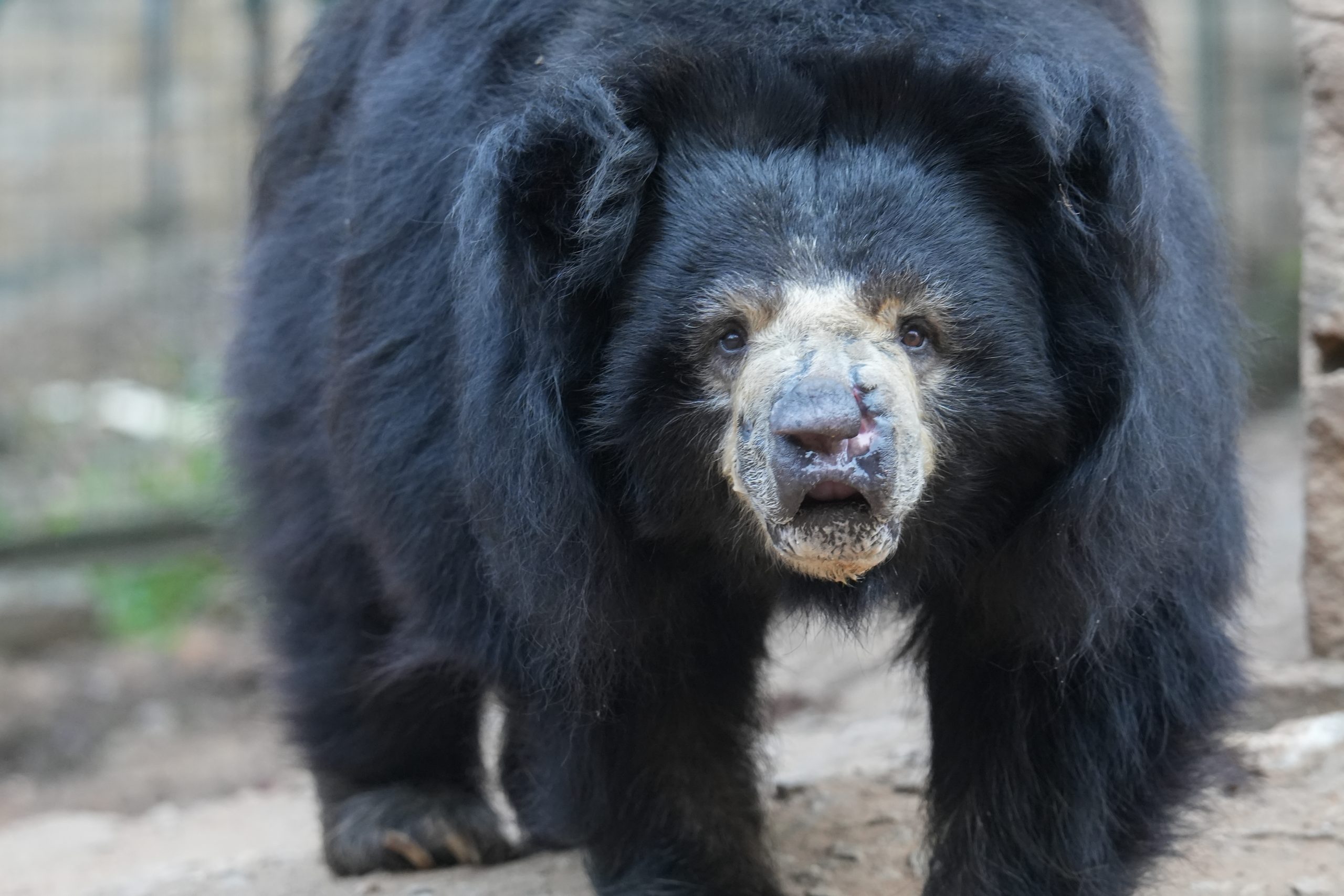 Bear Of The Month — The 29-Year-Old Sundari - Wildlife SOS