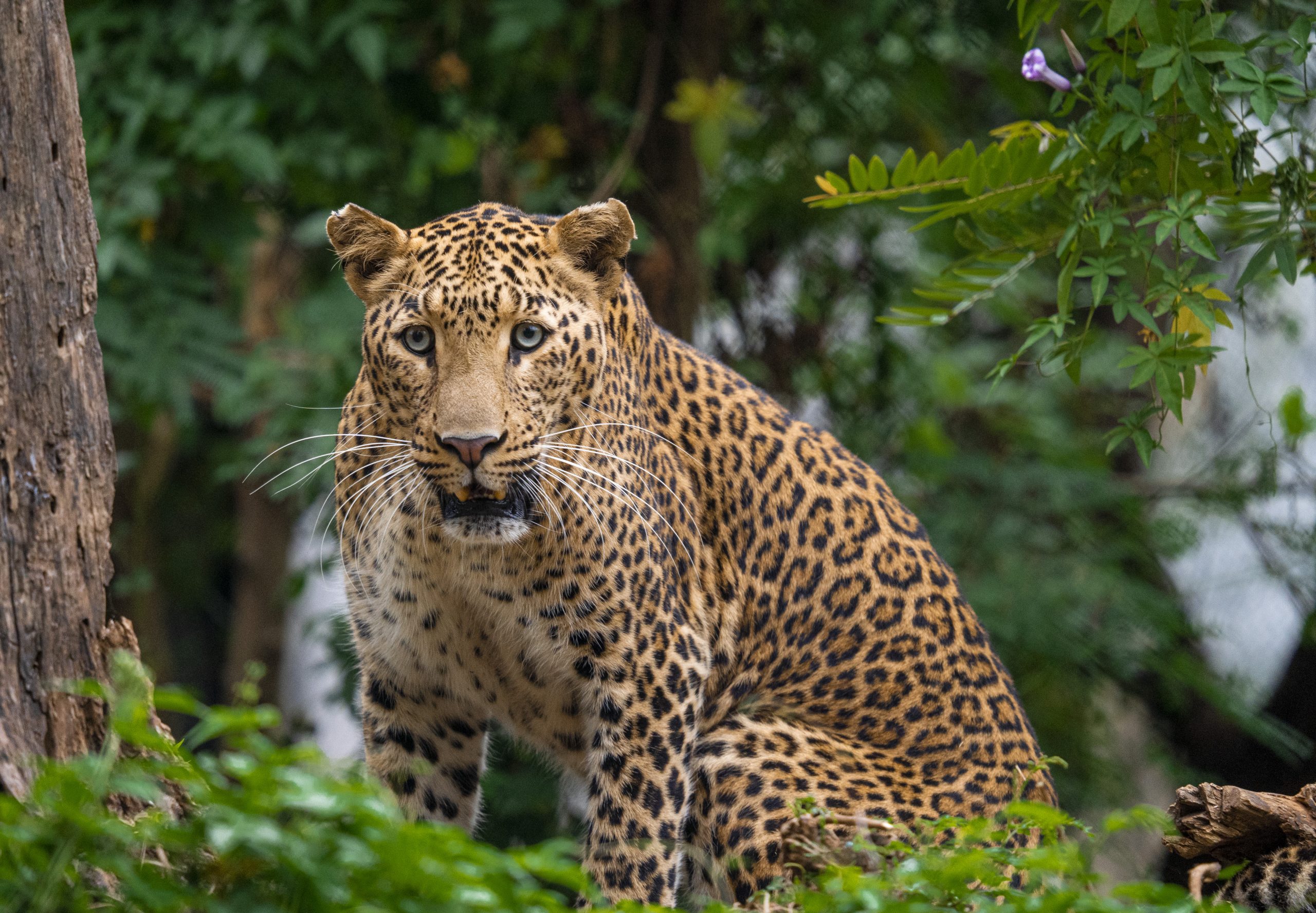 Leopards And Open Wells: A Chronicle Of Danger - Wildlife SOS