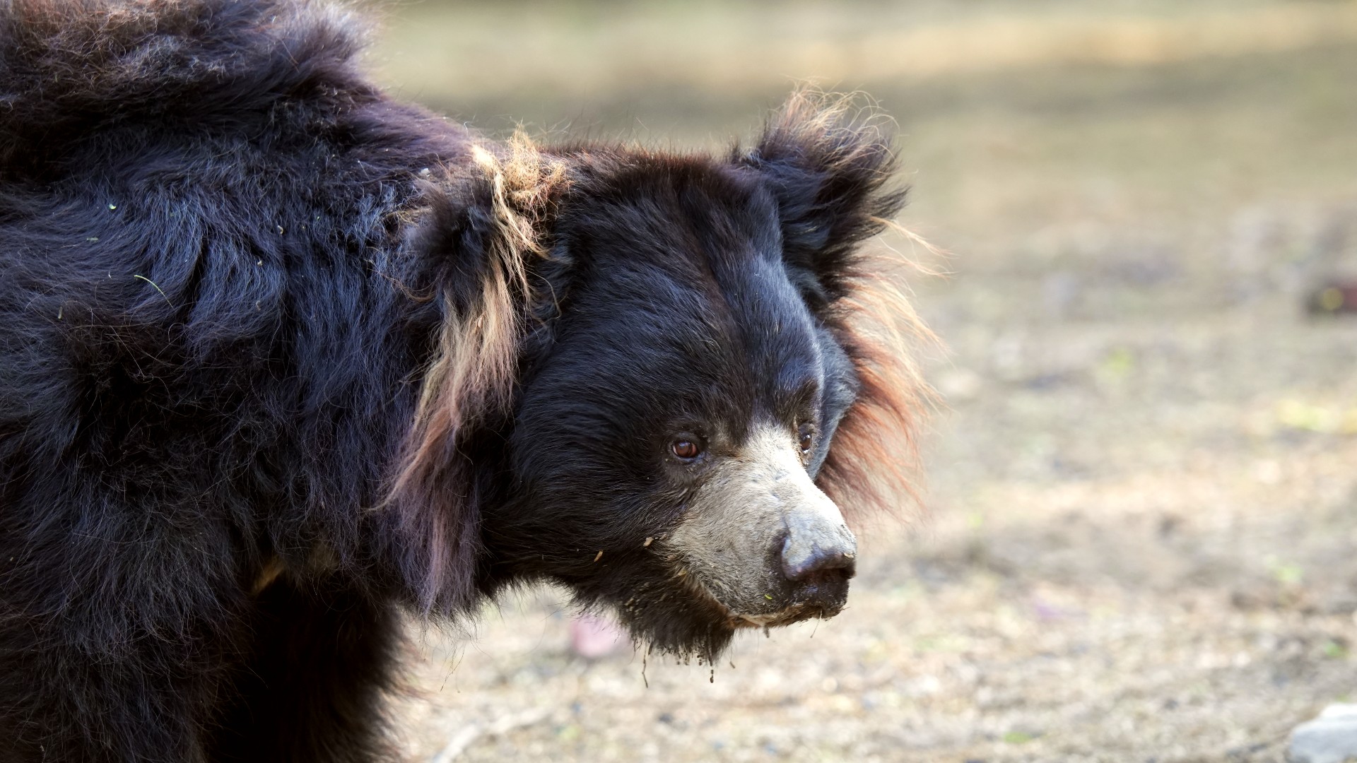 Lallu Master’s Adventures At ABRF - Wildlife SOS