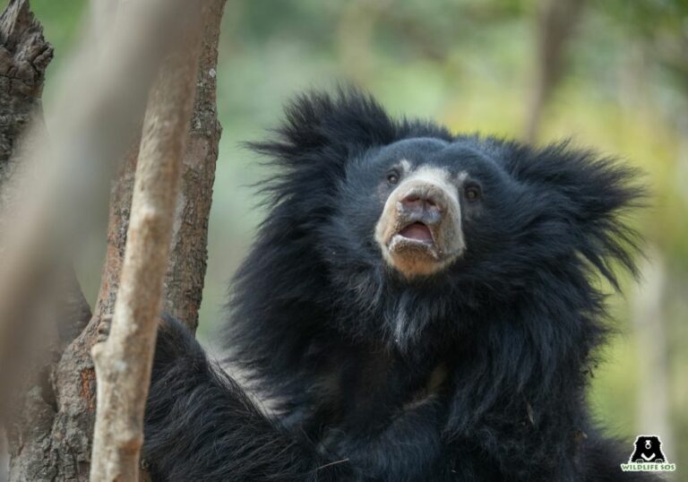 Where The Wild Roams: 7 Best Places To Spot Sloth Bears In India ...