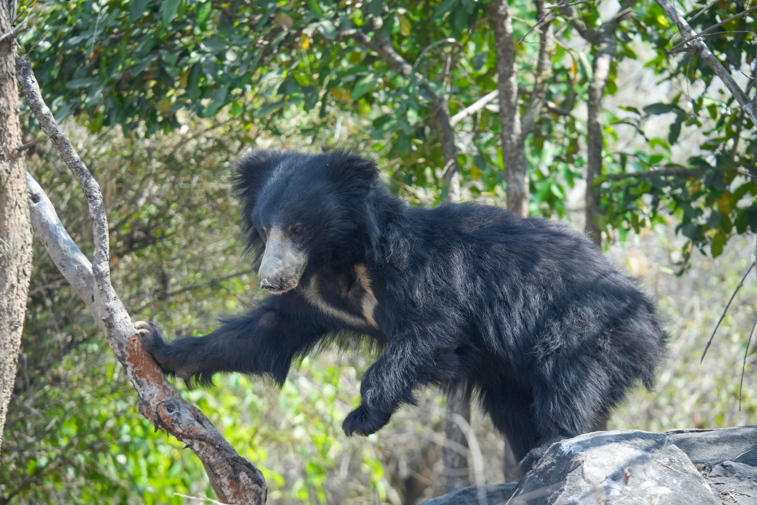 Rearing Nutritious Insects For Sloth Bears - Wildlife SOS