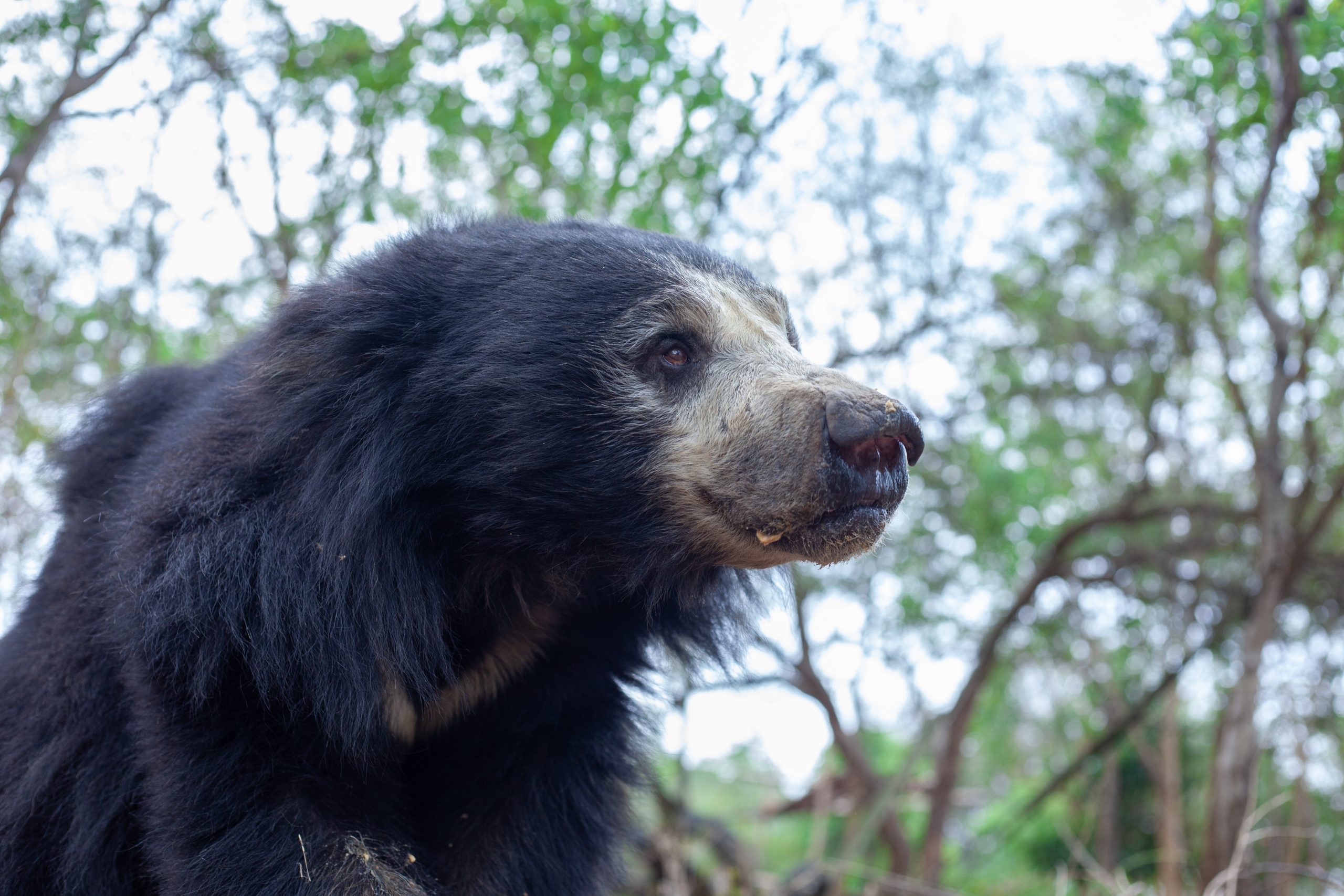 Bear Diary – Life Of Deva At BBRC - Wildlife SOS
