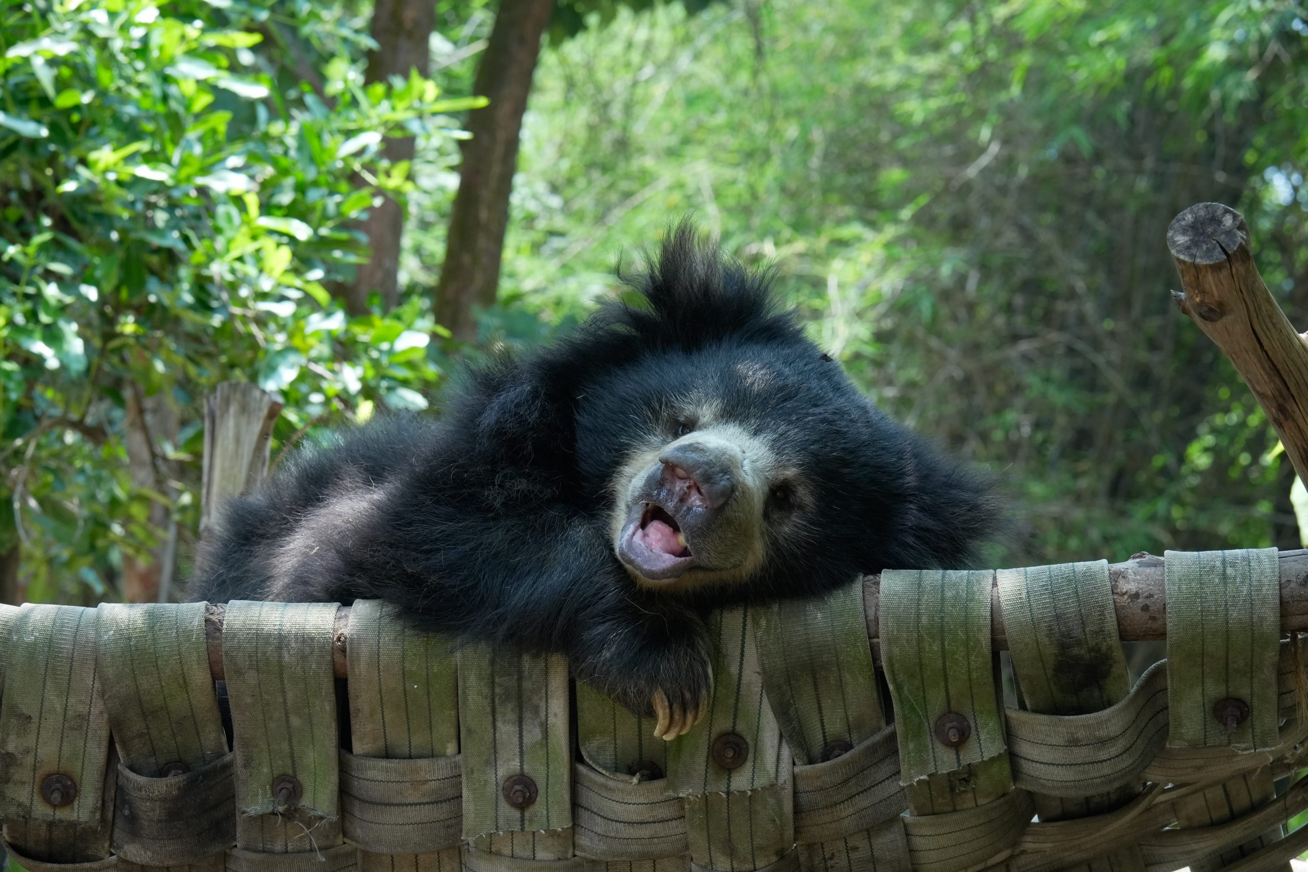 State-Of-The-Art Medical Gear For Sloth Bears Under Our Care - Wildlife SOS