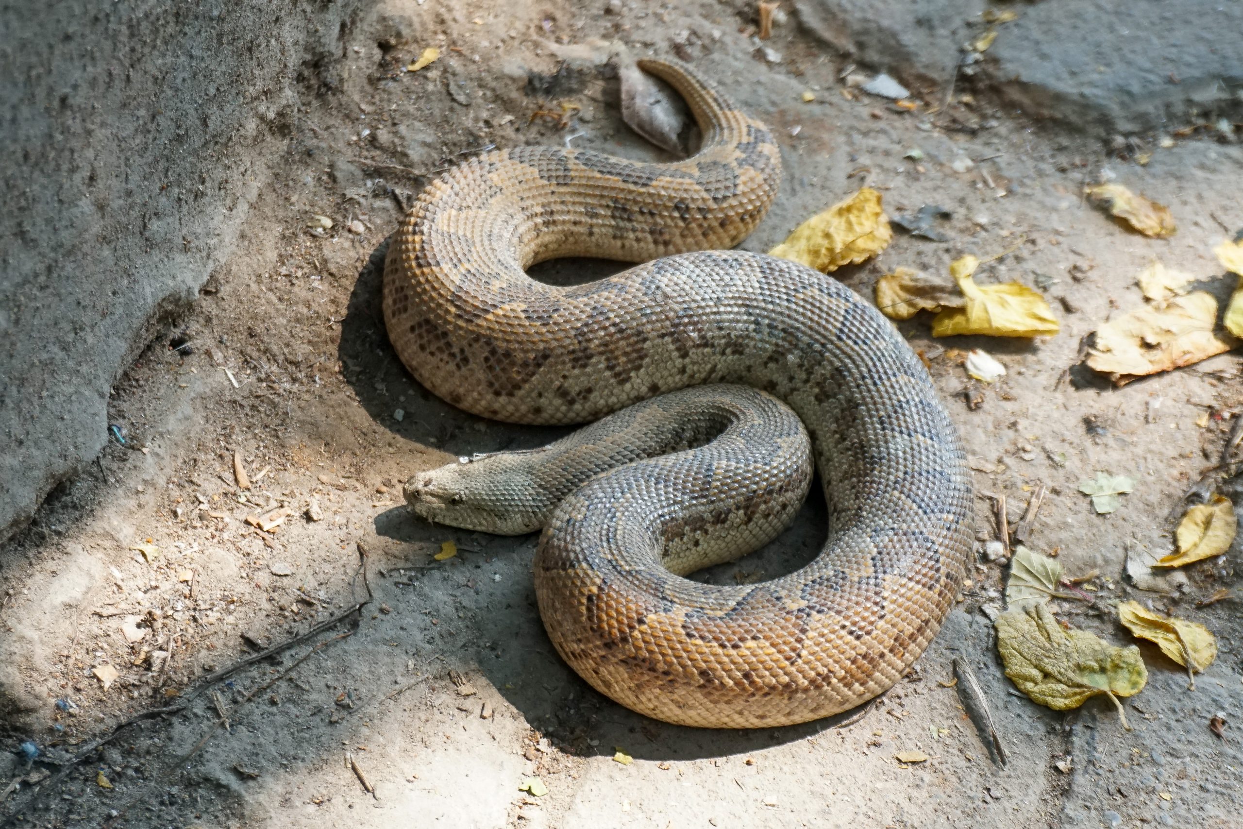 Conservation Imbalance: Charismatic Megafauna v/s The Rest - Wildlife SOS