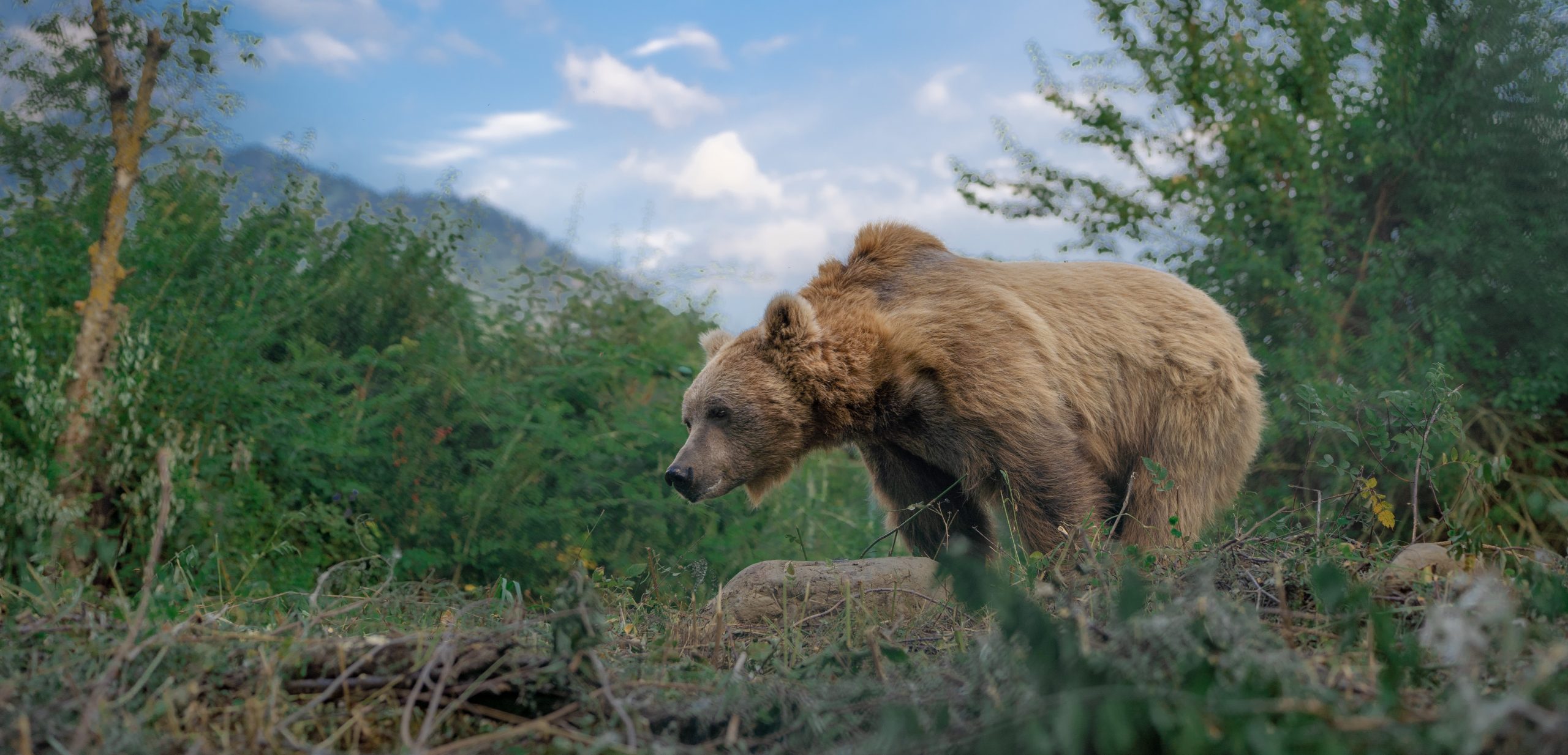 Food For Thought: Diet Of Himalayan Brown Bears - Wildlife SOS