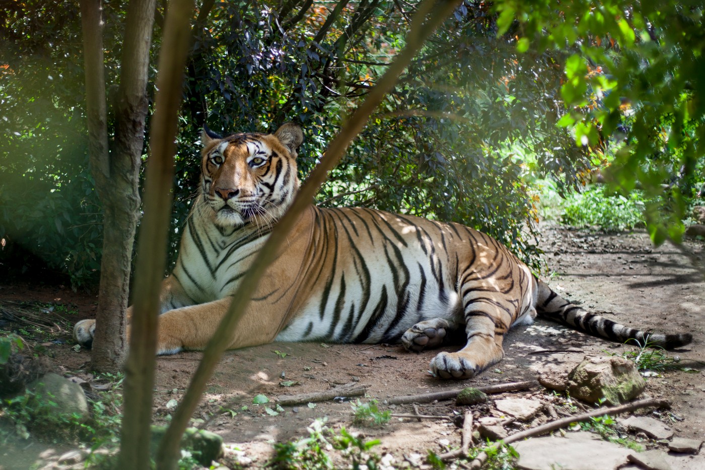 Why Should We Protect Tigers? - Wildlife SOS