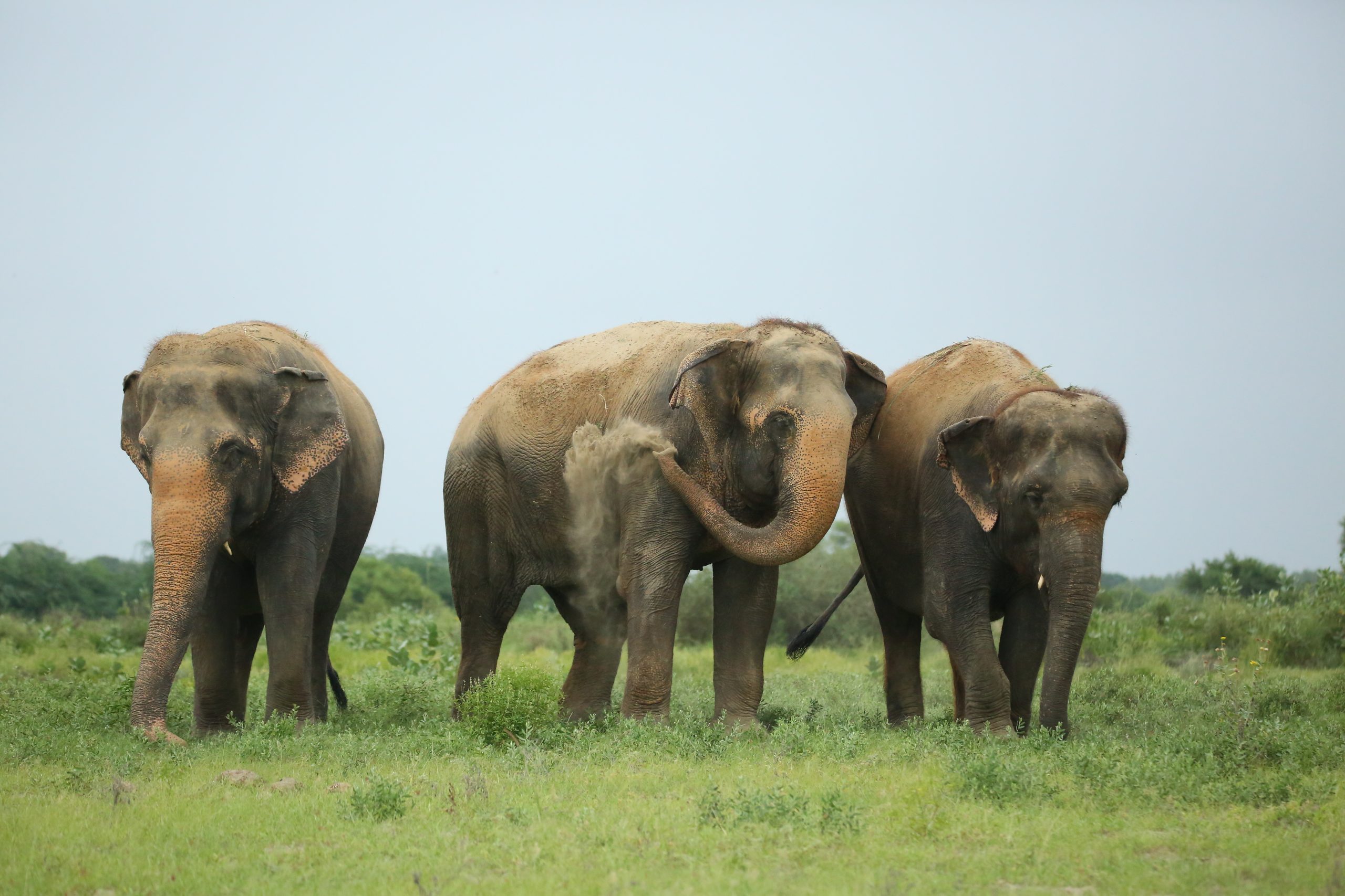 Trunk Tales: Maya, and Her Precious Friendships! - Wildlife SOS