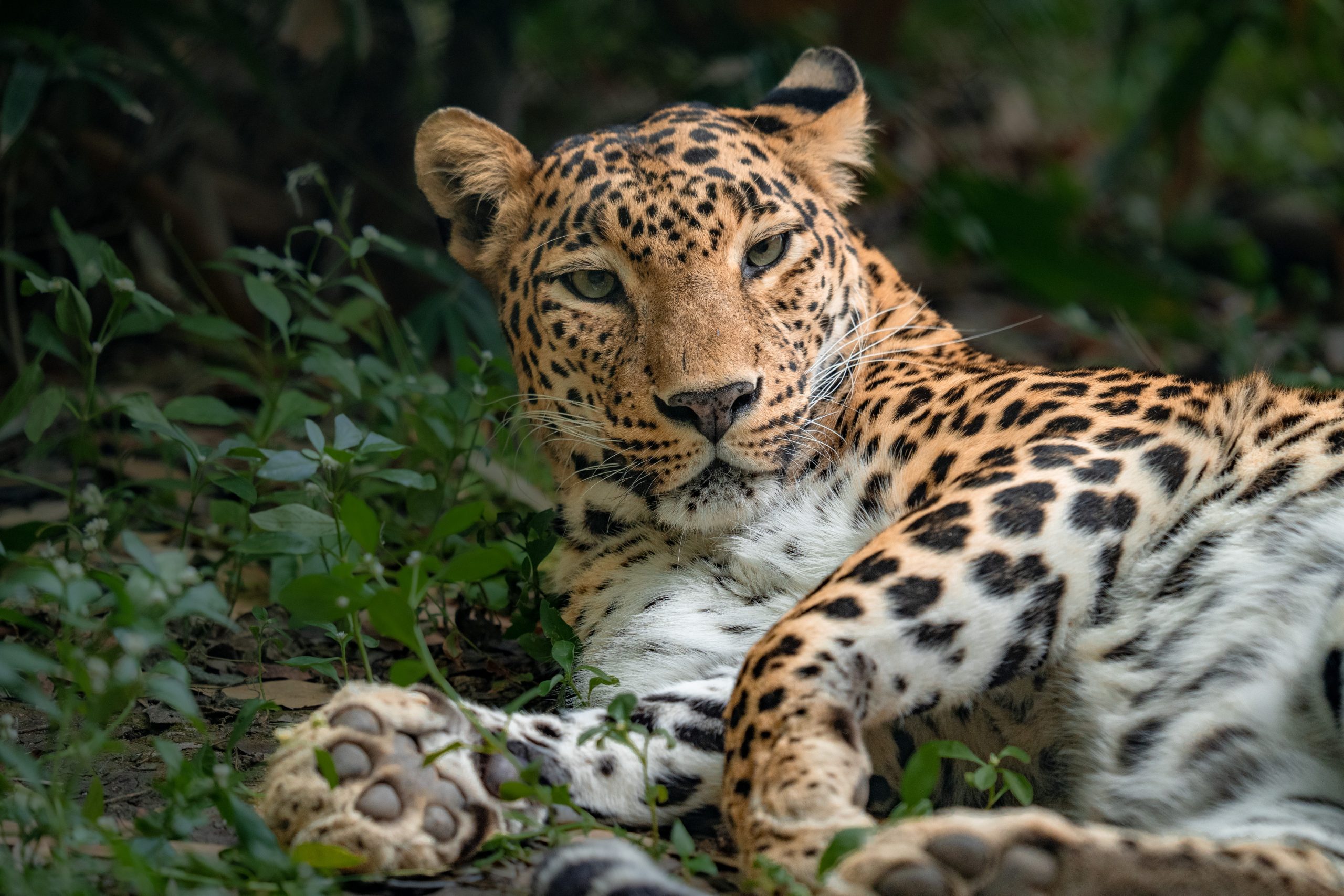 Spotlight On Jubilant Jiya! - Wildlife SOS