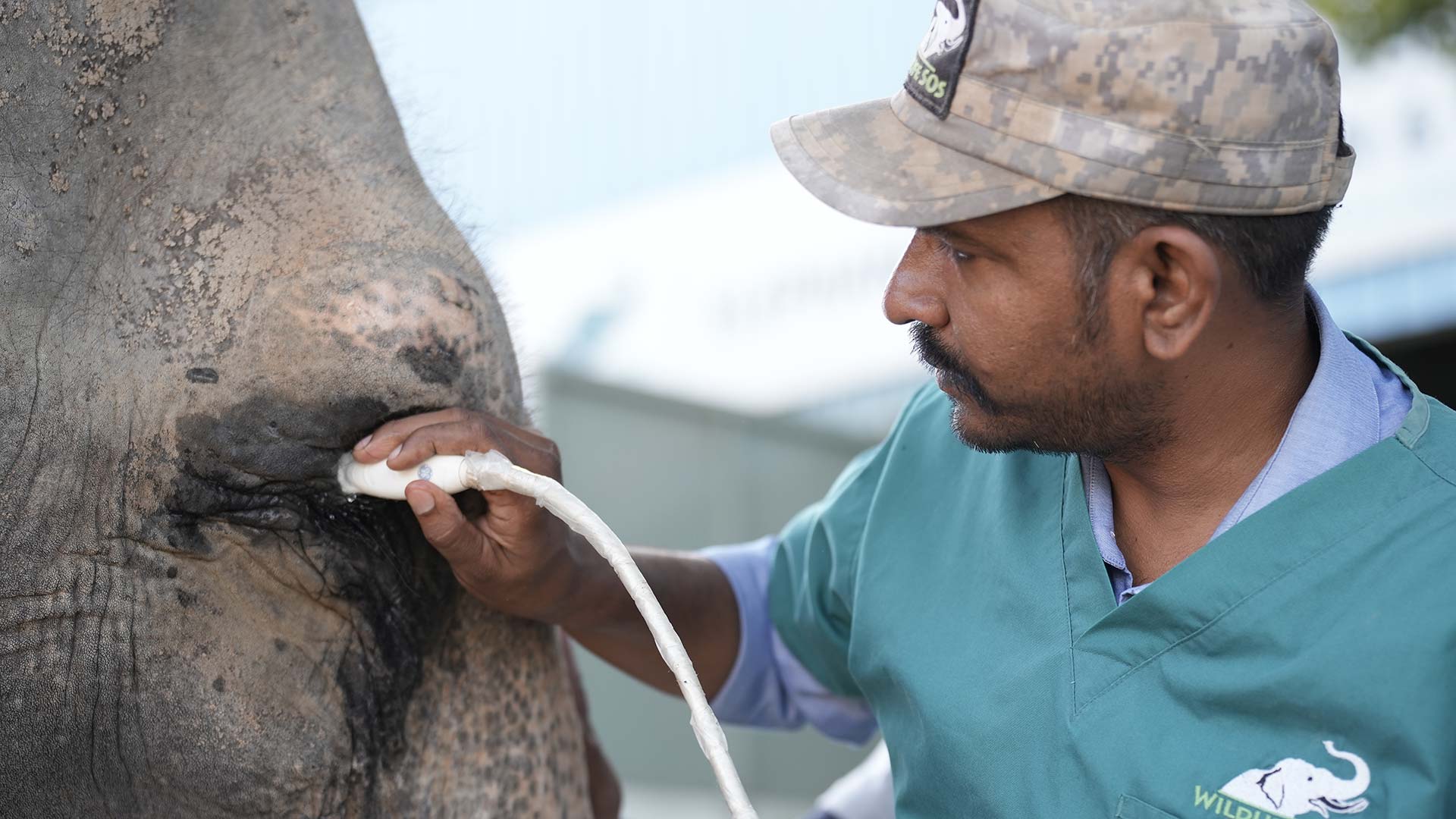 Medical Outreach - Our Unwavering Commitment To Elephants In Distress ...
