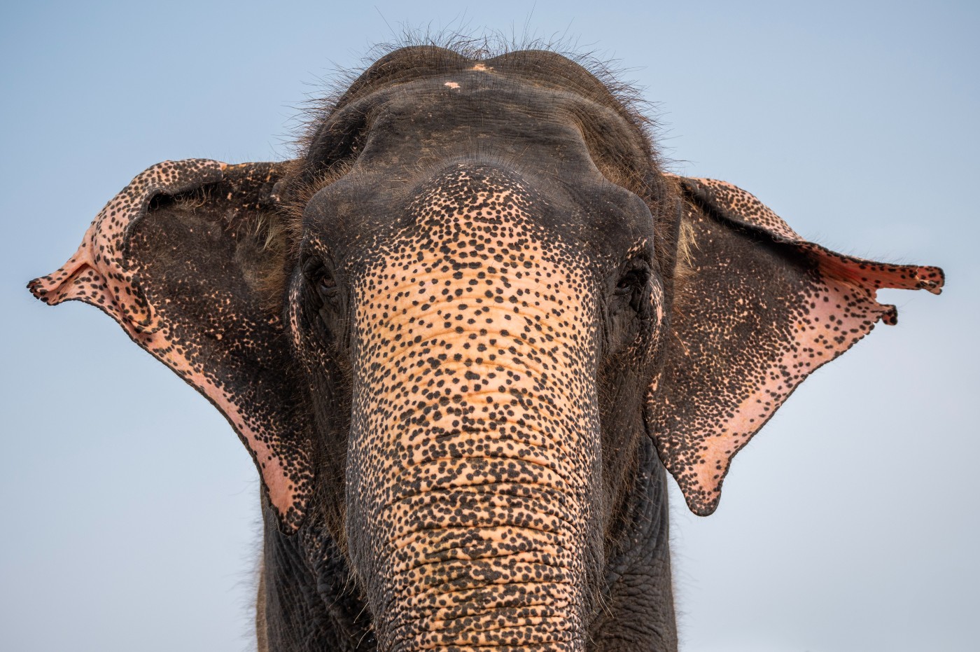 Trunk Tails: Gentle & Graceful Ginger - Wildlife SOS