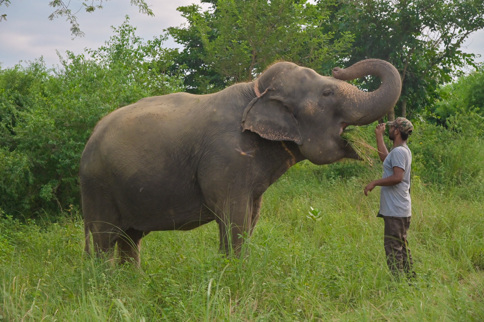 Nourishing Our Elephants: What’s On The Menu? - Wildlife SOS