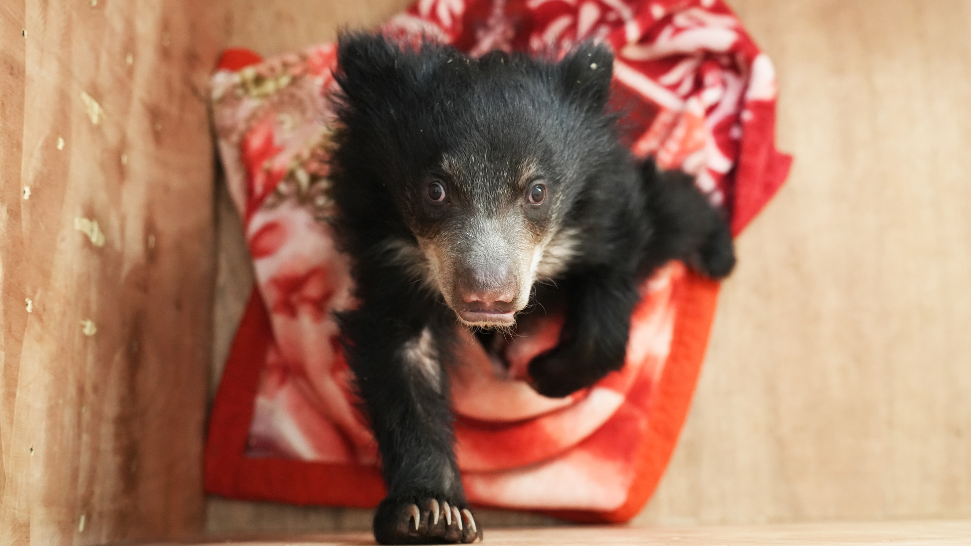 New Beginning For A Rescued Sloth Bear Cub Jimmy - Wildlife SOS