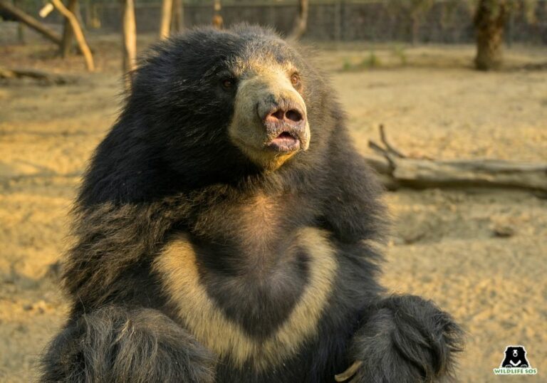 Where The Wild Roams: 7 Best Places To Spot Sloth Bears In India ...