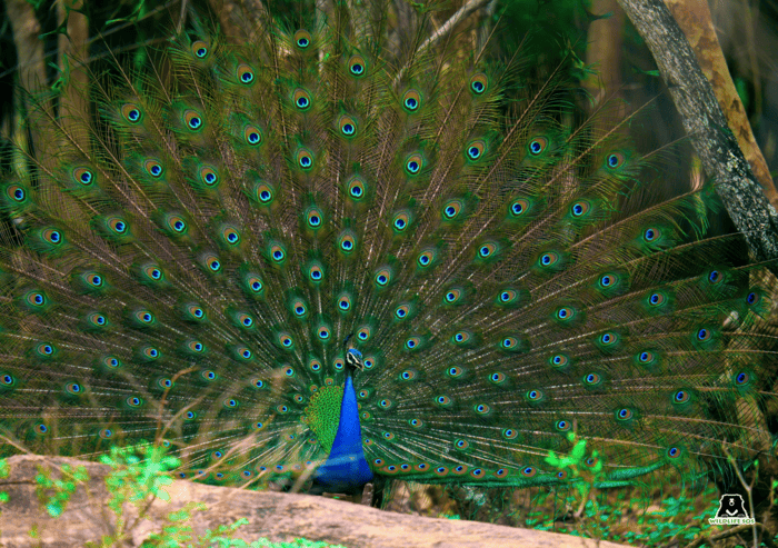 The Science Of Animal Communication - Wildlife SOS