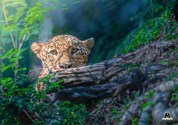 The Science Of Animal Communication - Wildlife SOS