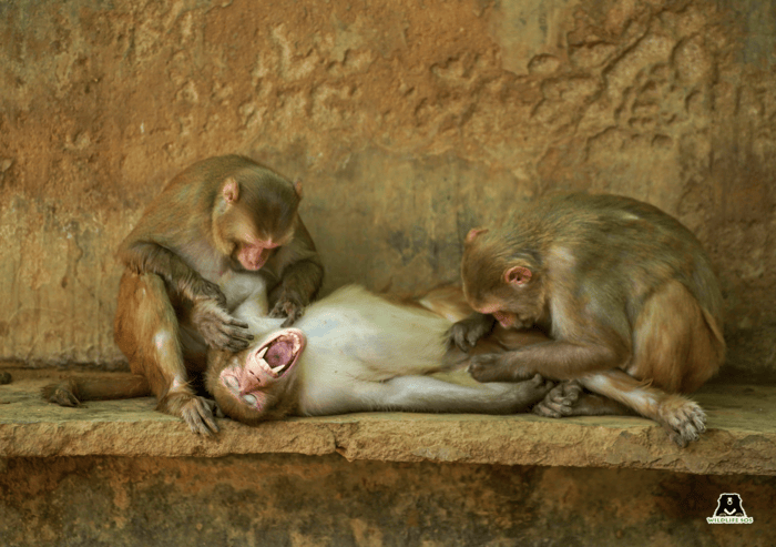 The Science Of Animal Communication - Wildlife SOS