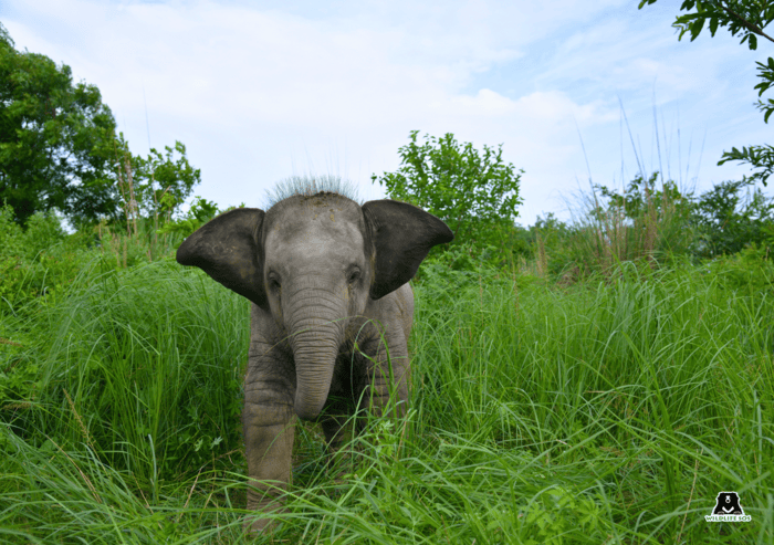 The Science Of Animal Communication - Wildlife SOS