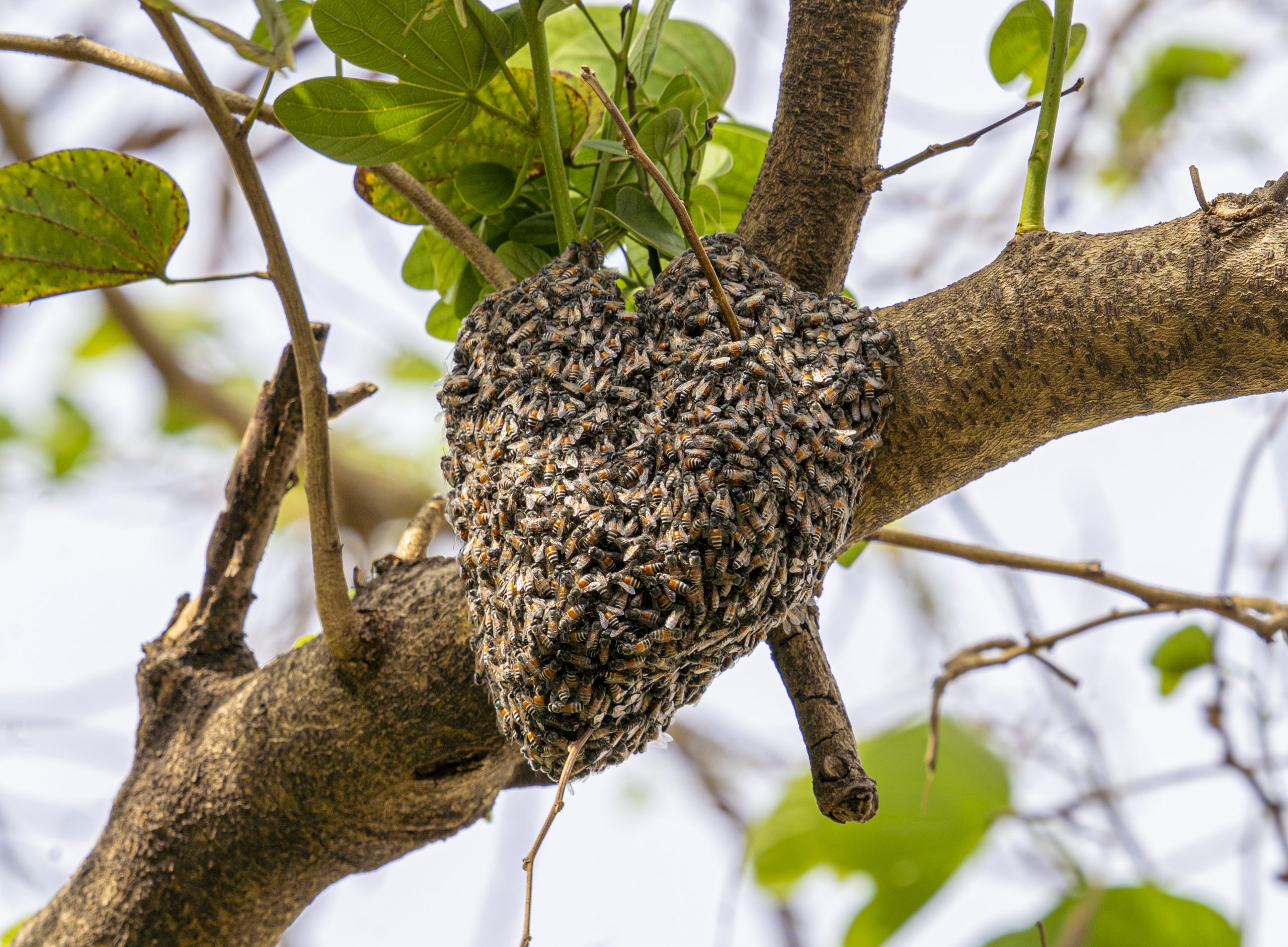 World Honey Bee Day: Hello Busy, Buzzing Bees! - Wildlife SOS