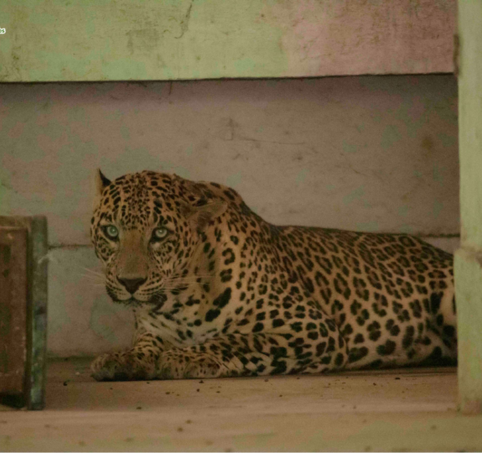 Leopard Found Inside a School Canteen, Rescued in a Nail-Biting ...
