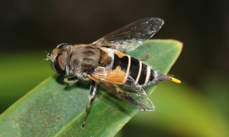 Aposematism: Warnings Of The Wild - Wildlife SOS