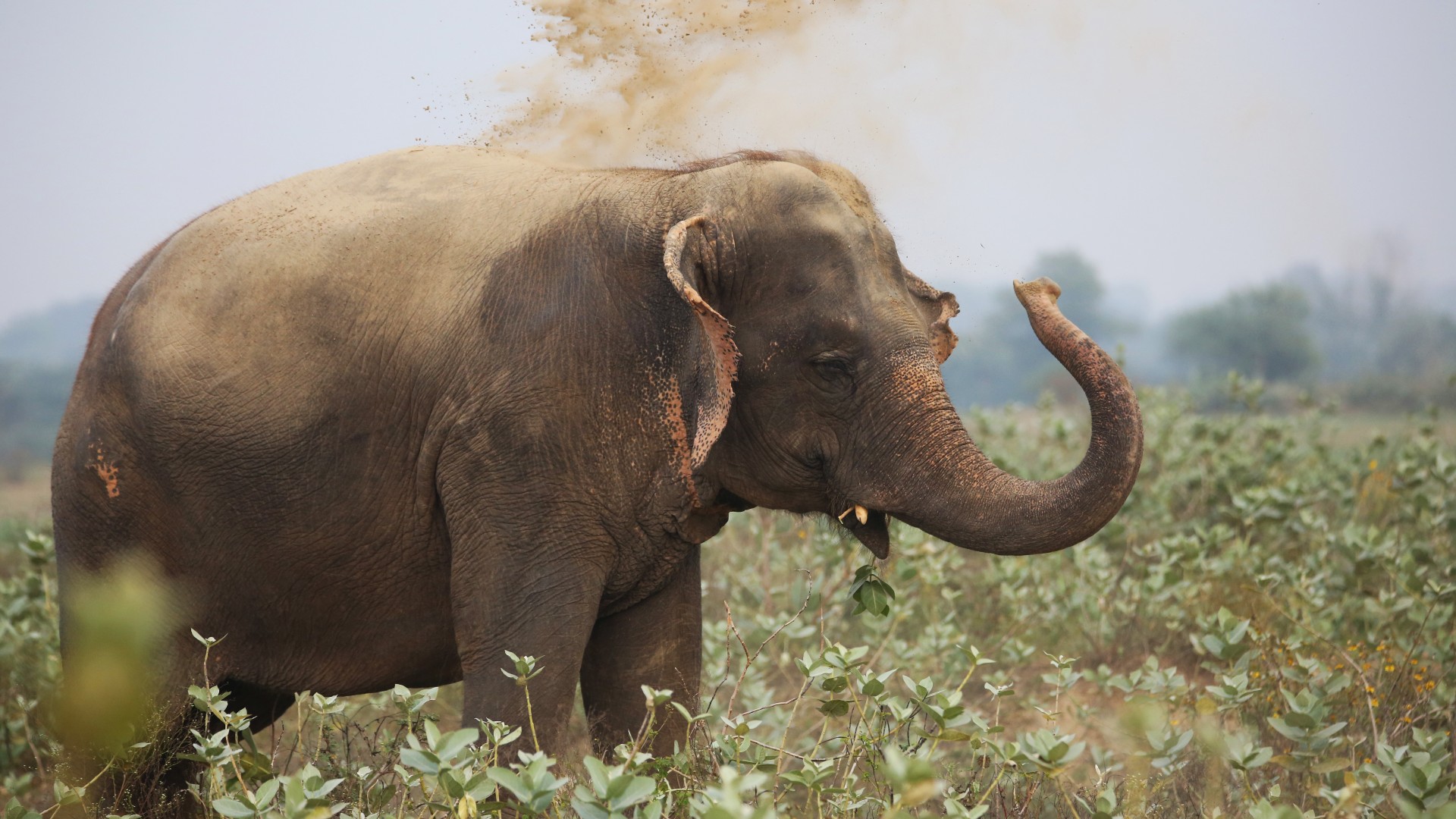 Elephant Of The Month : Asha - Wildlife SOS