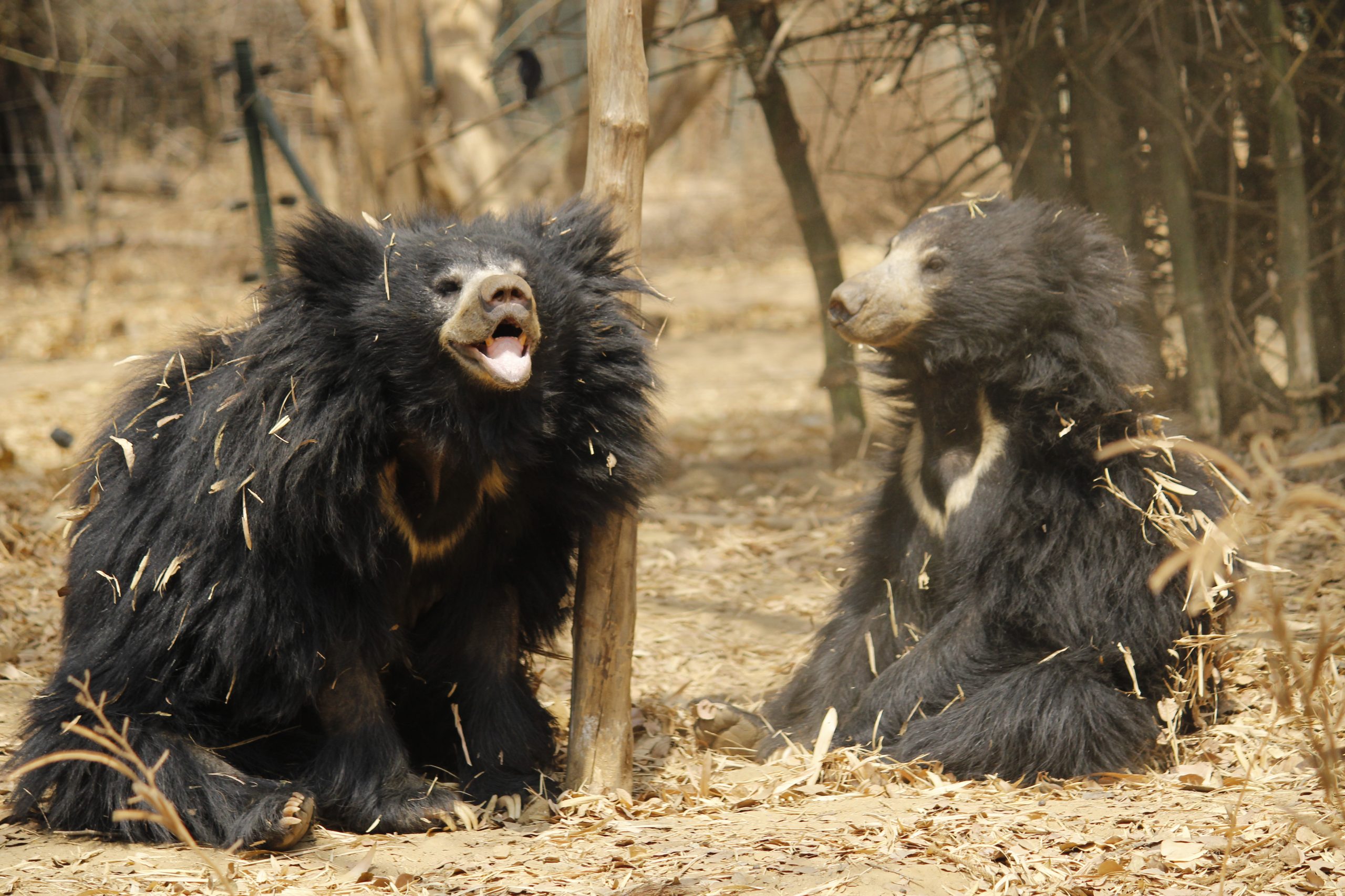 Evolution of Bears - Wildlife SOS