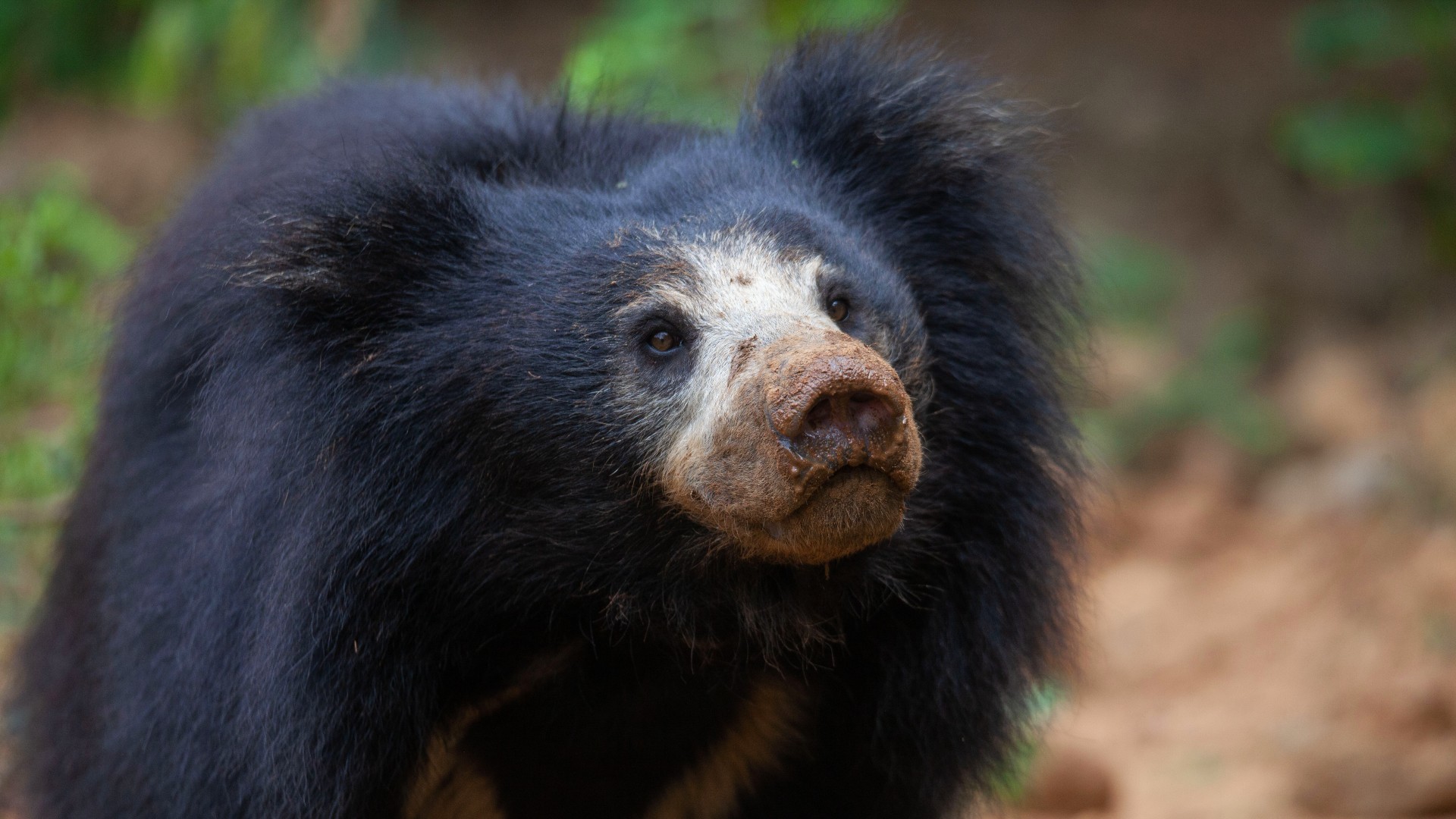 What Is A Sloth Bear? - Wildlife SOS
