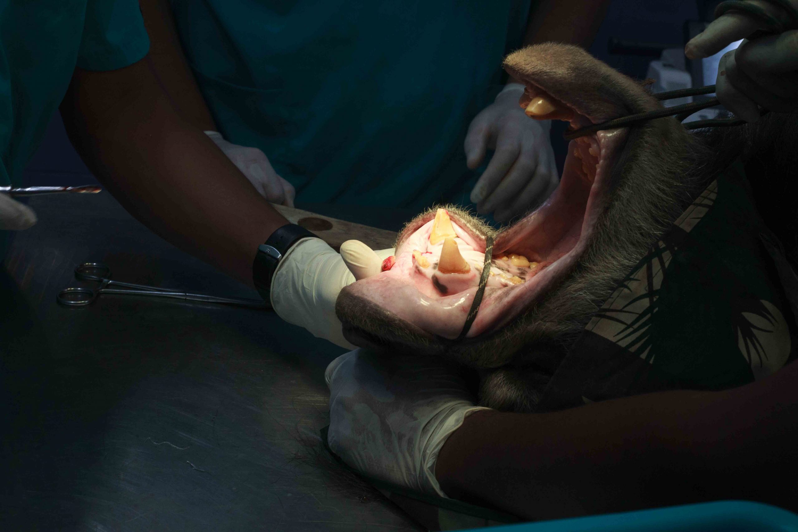 Root Canal Appreciation Day: Dental Care For Sloth Bears - Wildlife SOS
