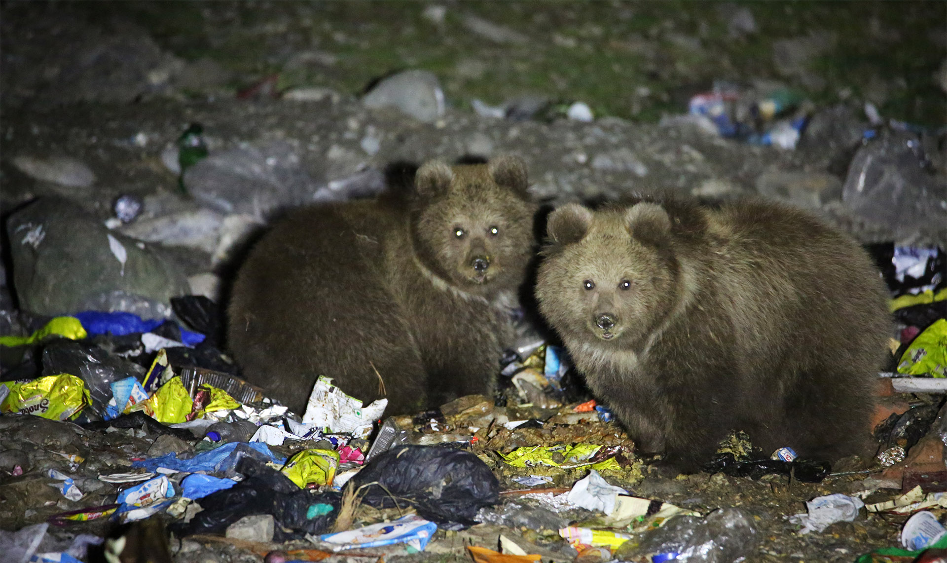 Climate Change And Human-Wildlife Conflict - Wildlife SOS