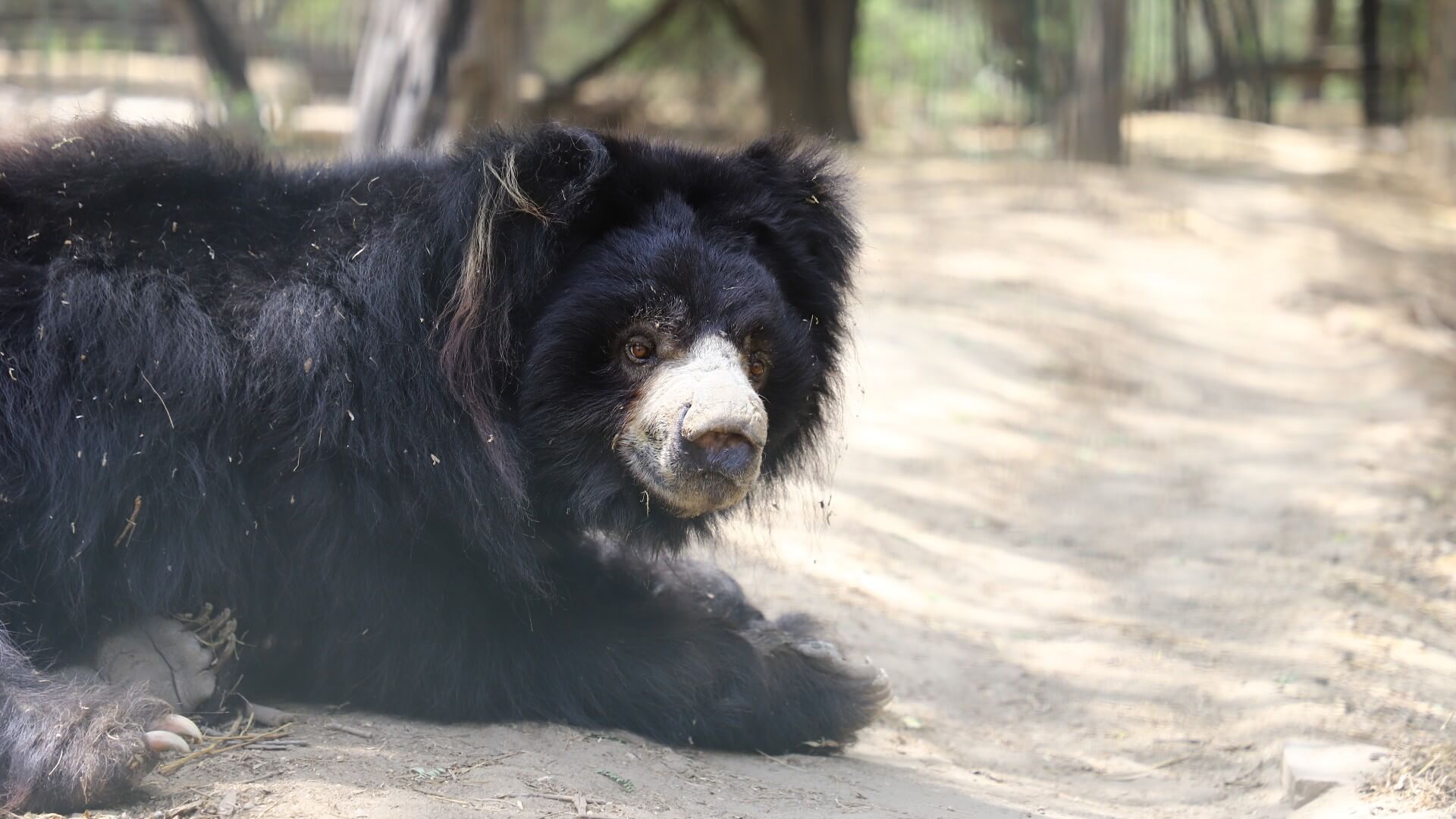 Bear Of The Month - Lallu Master - Wildlife SOS