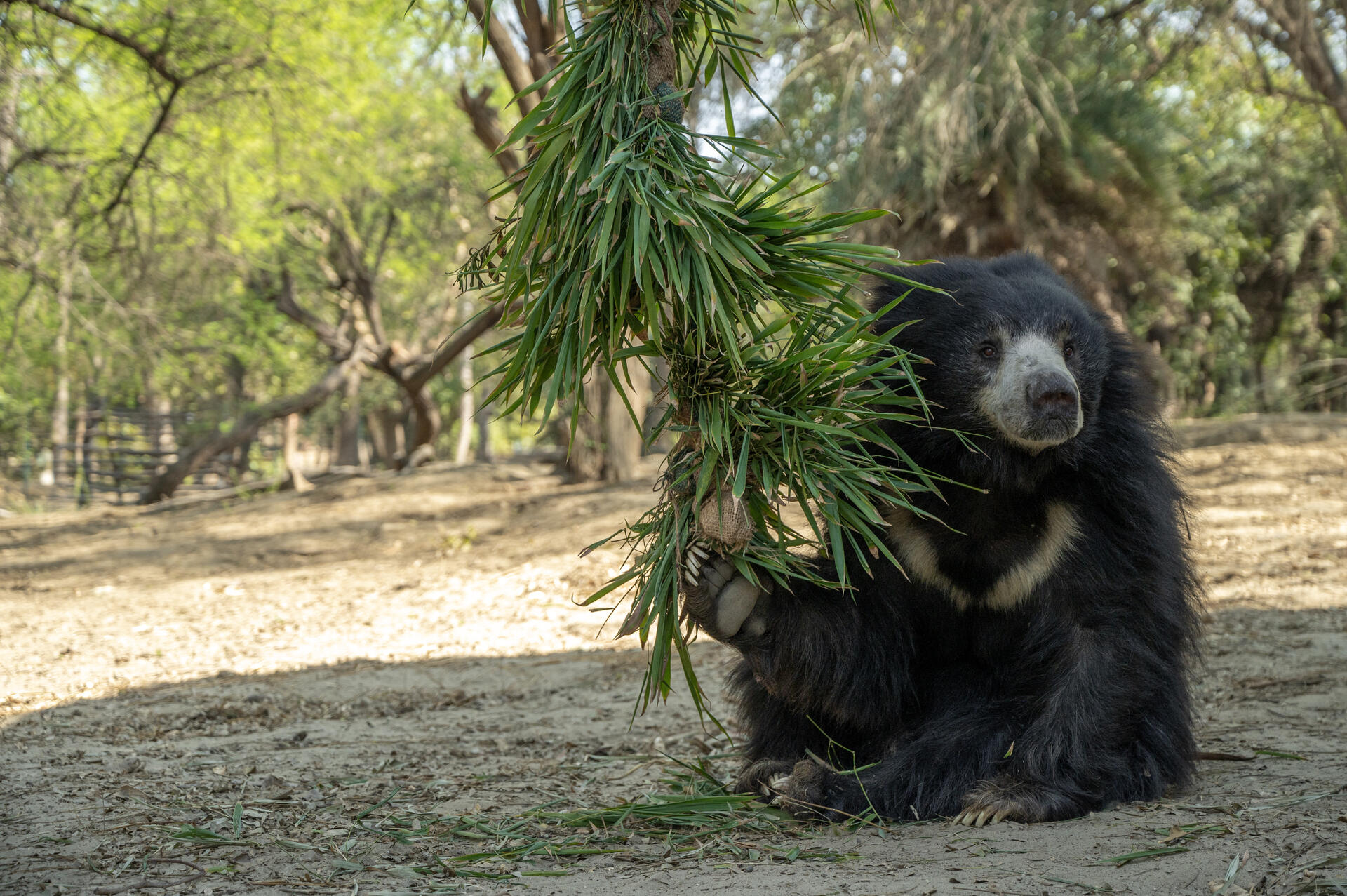 Bear Diary: Mandro’s Mighty Metamorphosis - Wildlife SOS