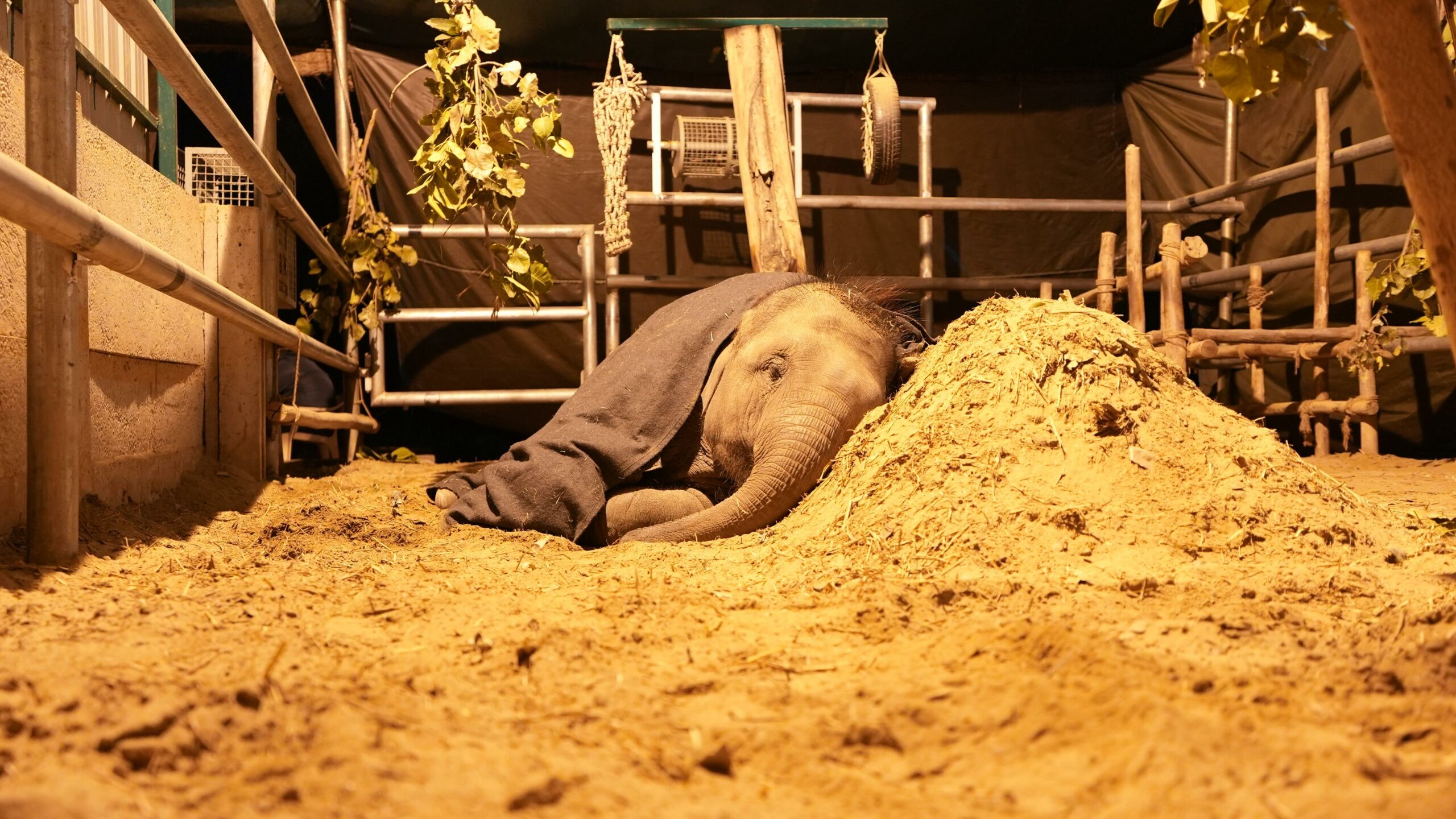 Sweet Dreams for Elephants at Wildlife SOS - Wildlife SOS